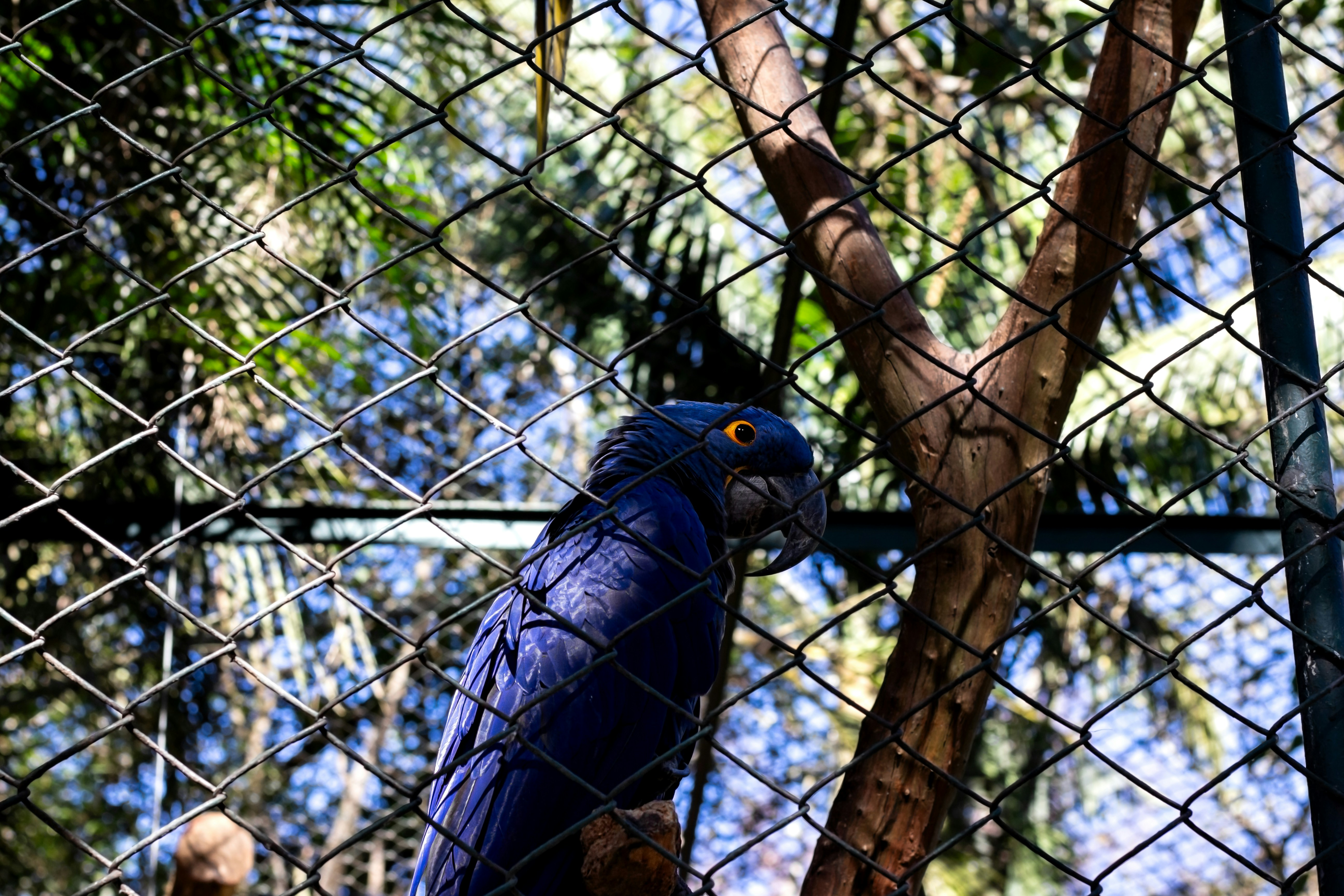 Blue Macaw Behind Chain-Link: Striking Contrast in a Cage of Dlares