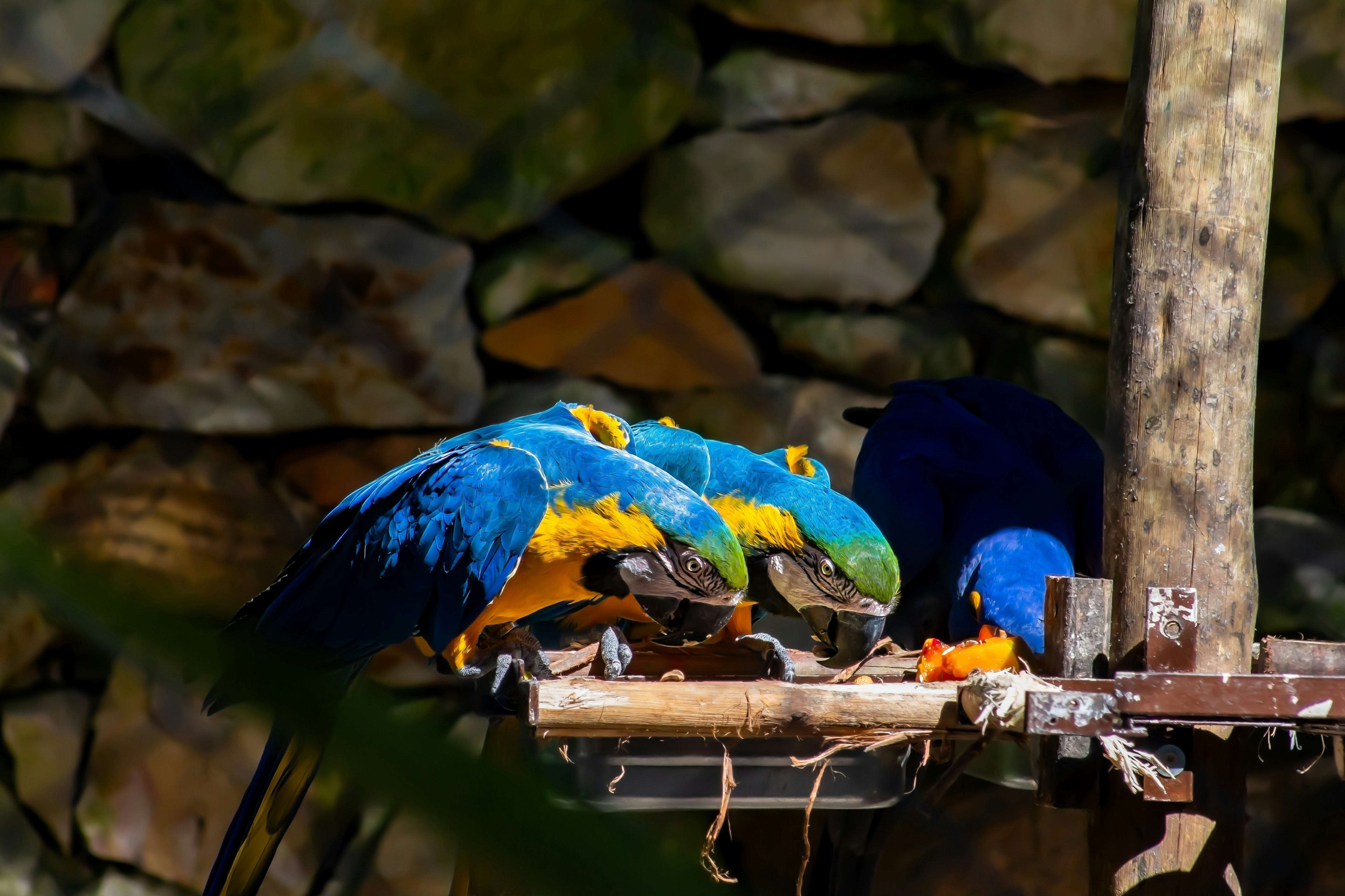 Blue-and-yellow macaws feeding at a wooden platform alongside a hyacinth macaw.