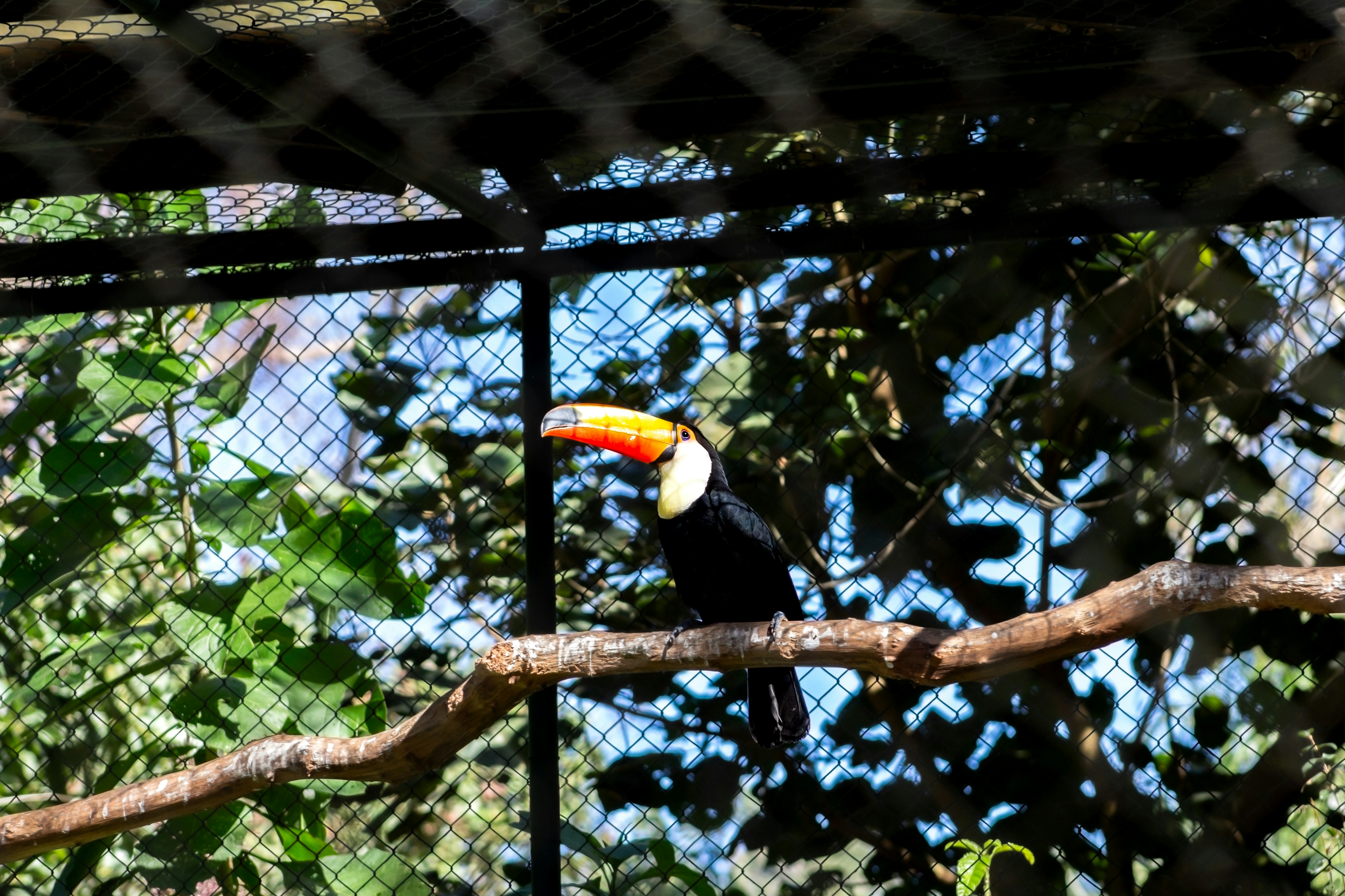Colorful Toucan on a sunlit Branch Within a Park Enclosure