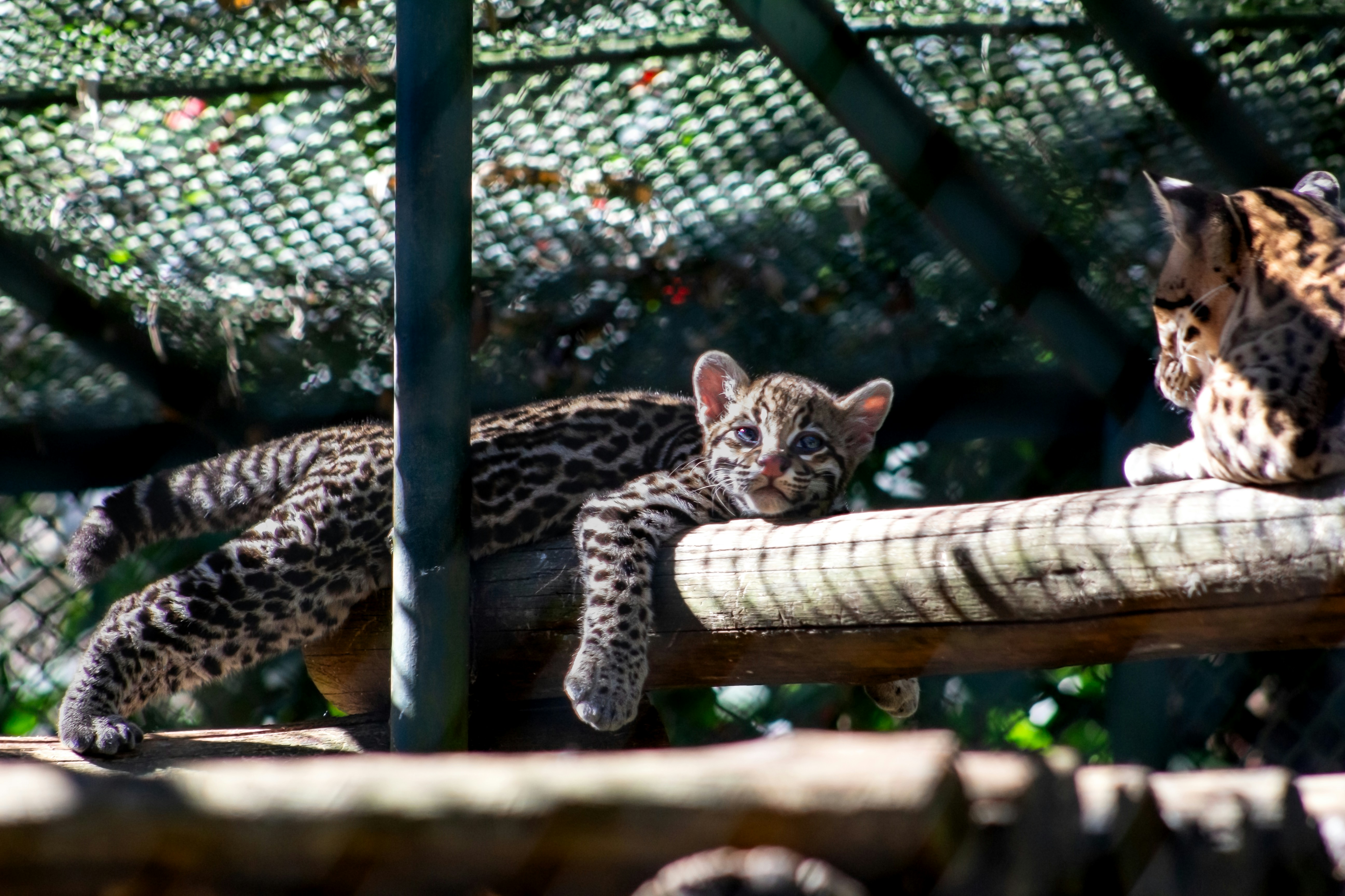 An ocelot cub with blue eyes resting on a wooden log beside its mother inside a zoo enclosure.