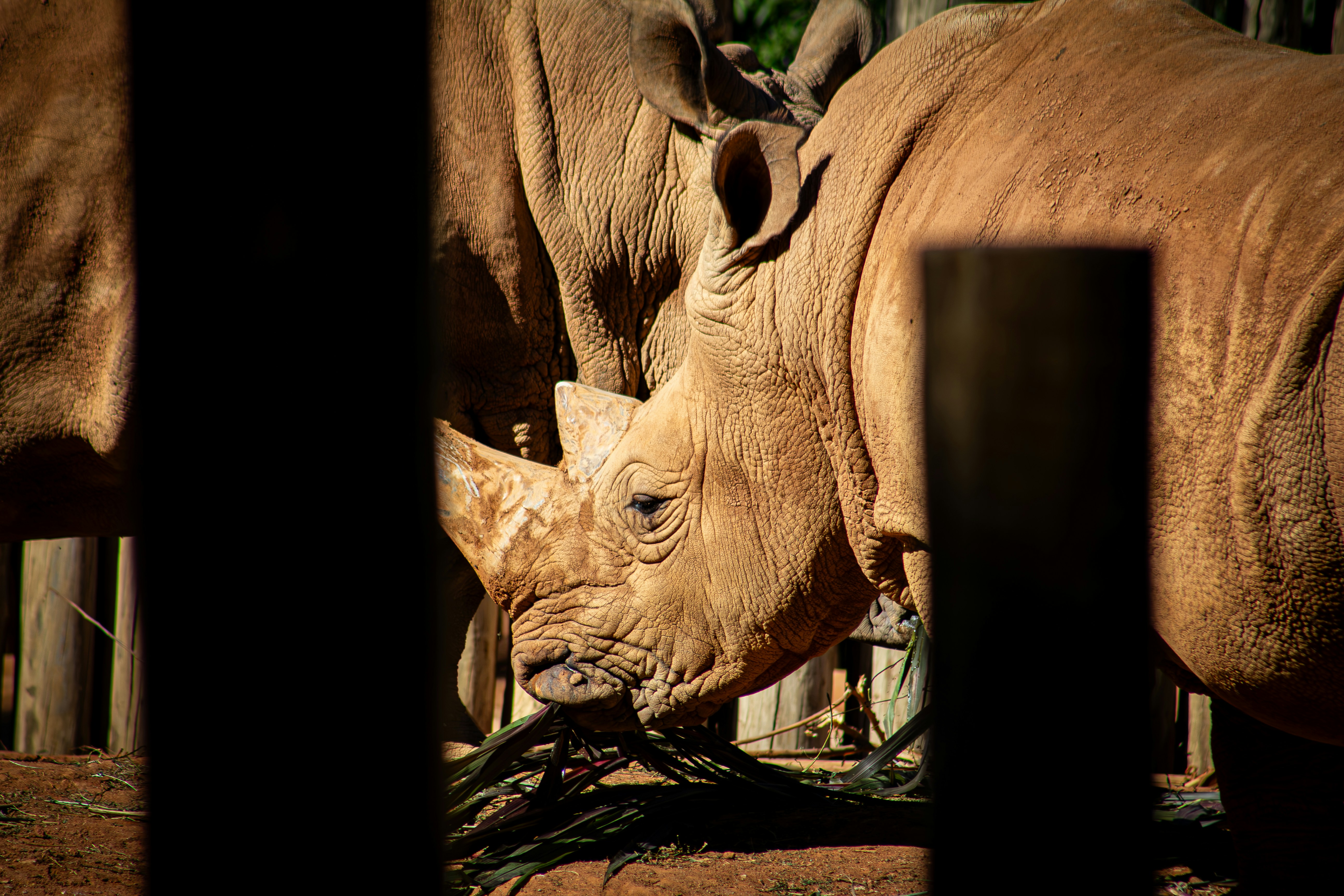 Rhino in a sunlit enclosure framed by vertical posts