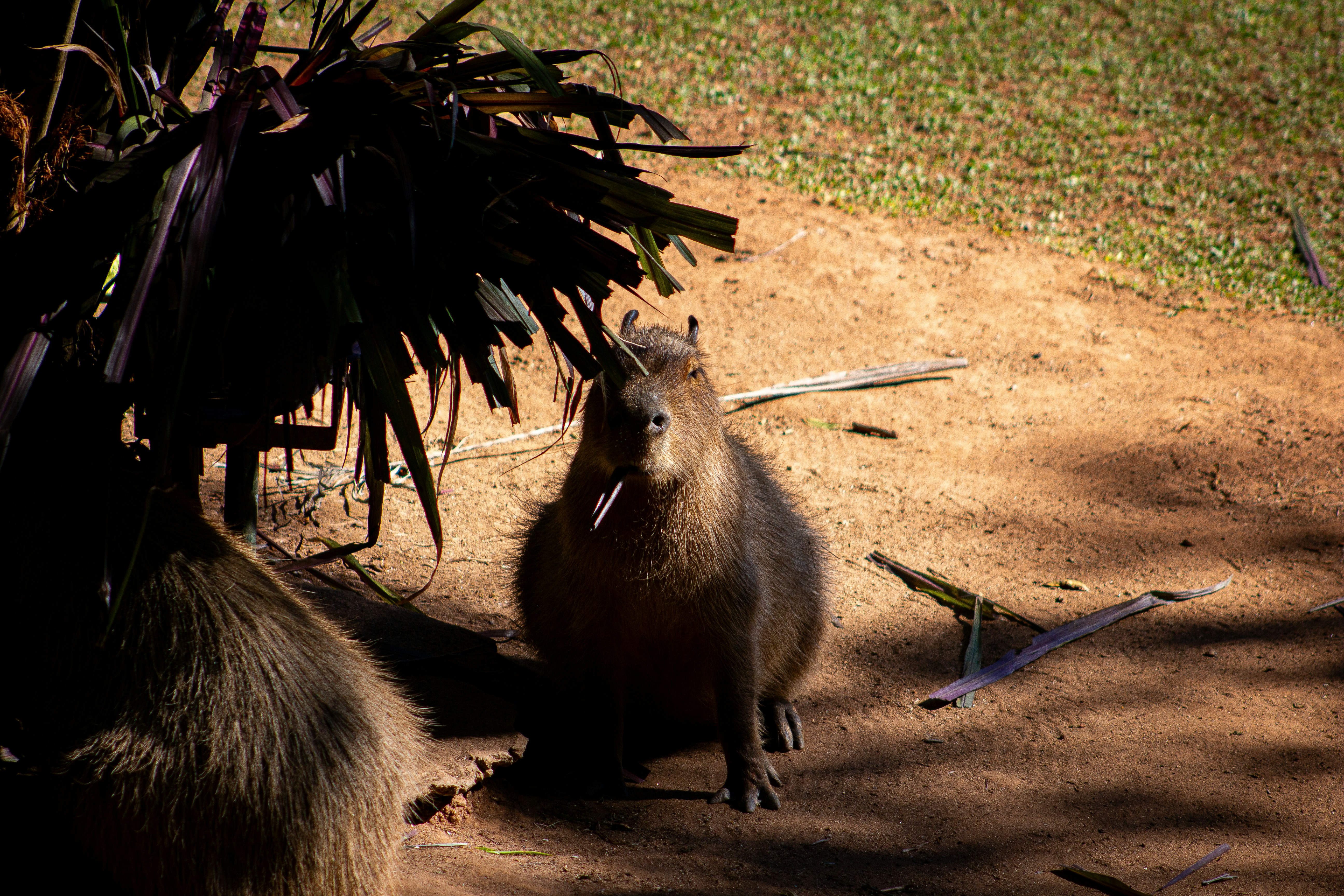 Quiet Gaze Under Dappled Shade