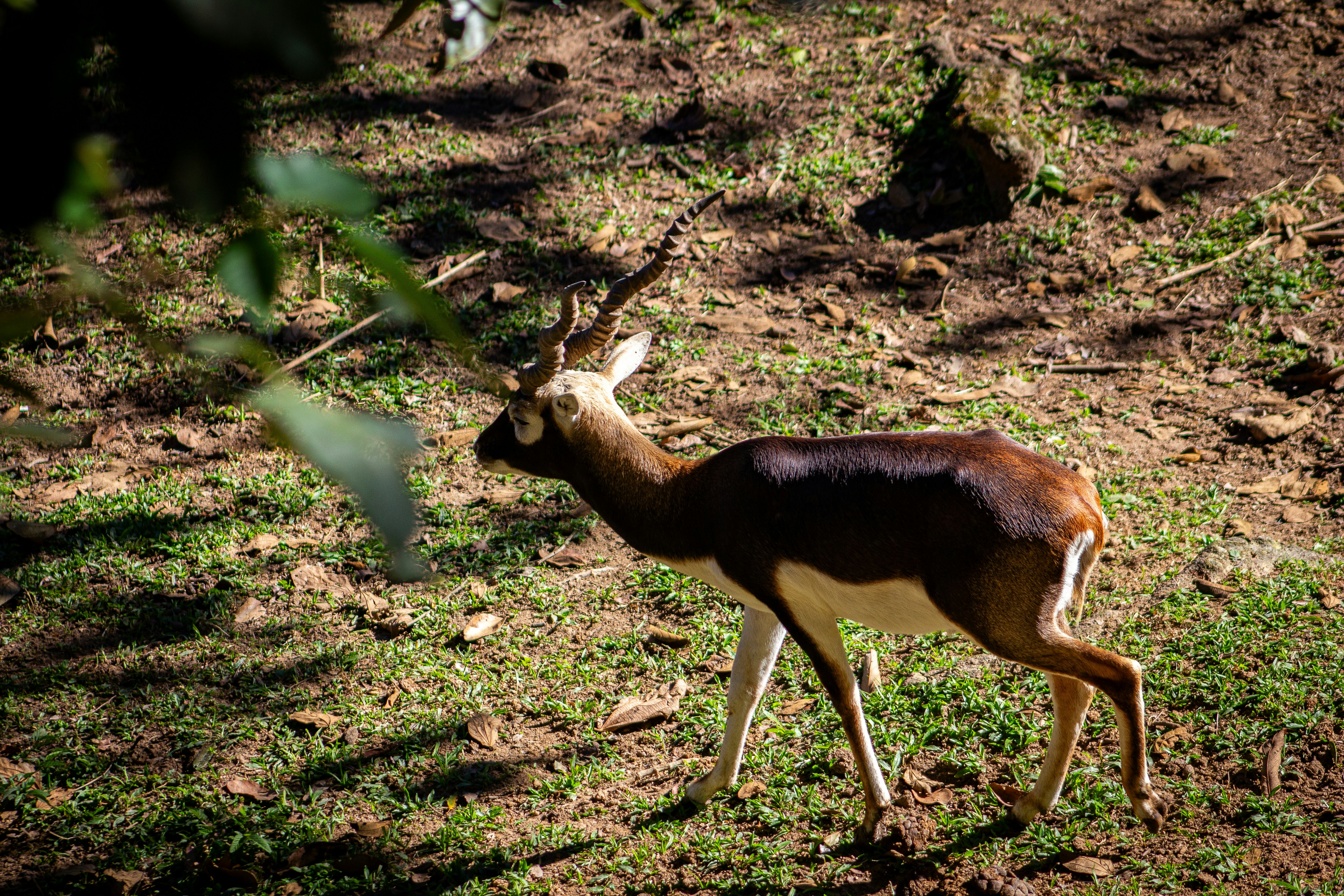 Sunlit Deer in Dappled Forest Clearing