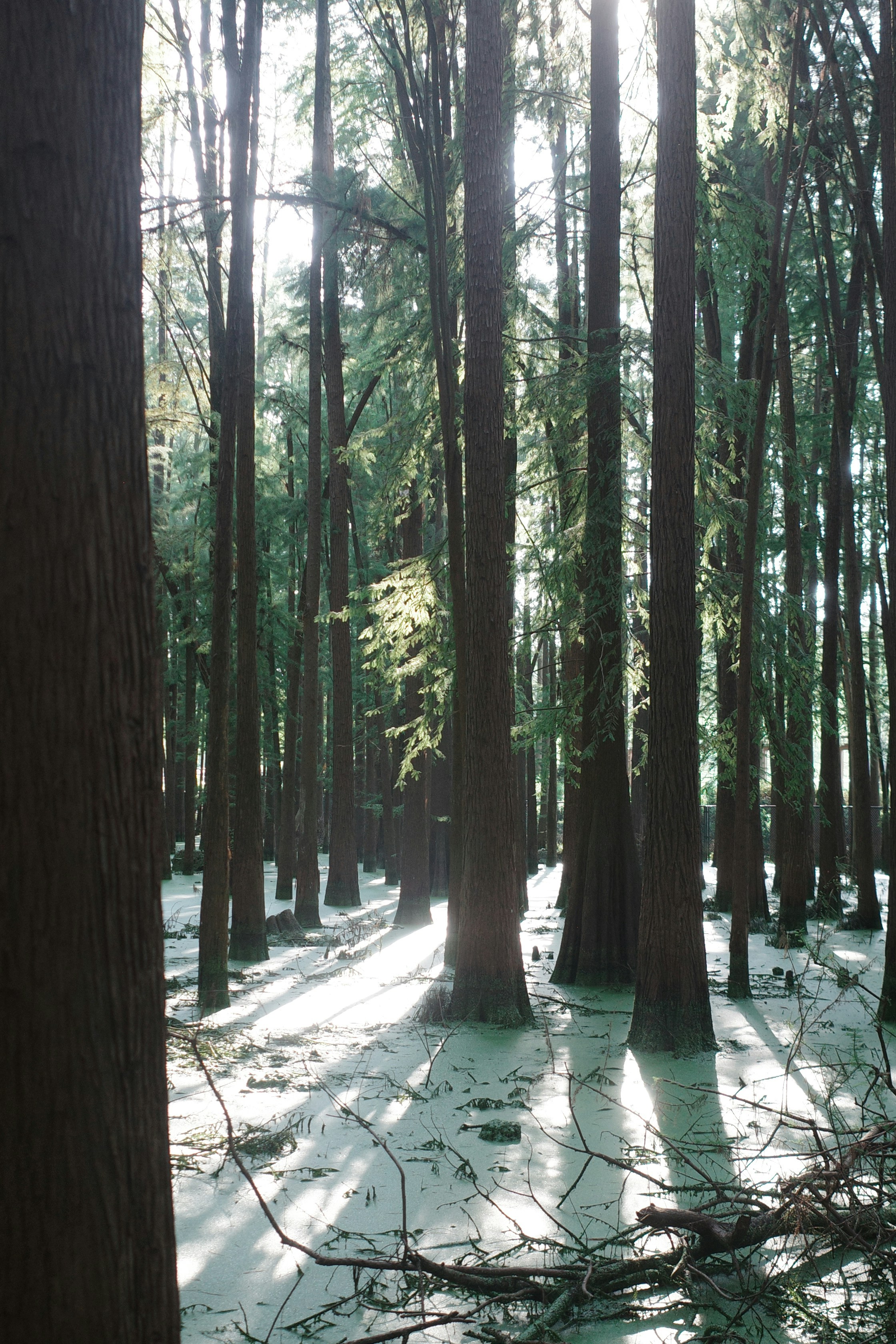 Sunlit Silent Grove: Pines Whispers through the Snow
