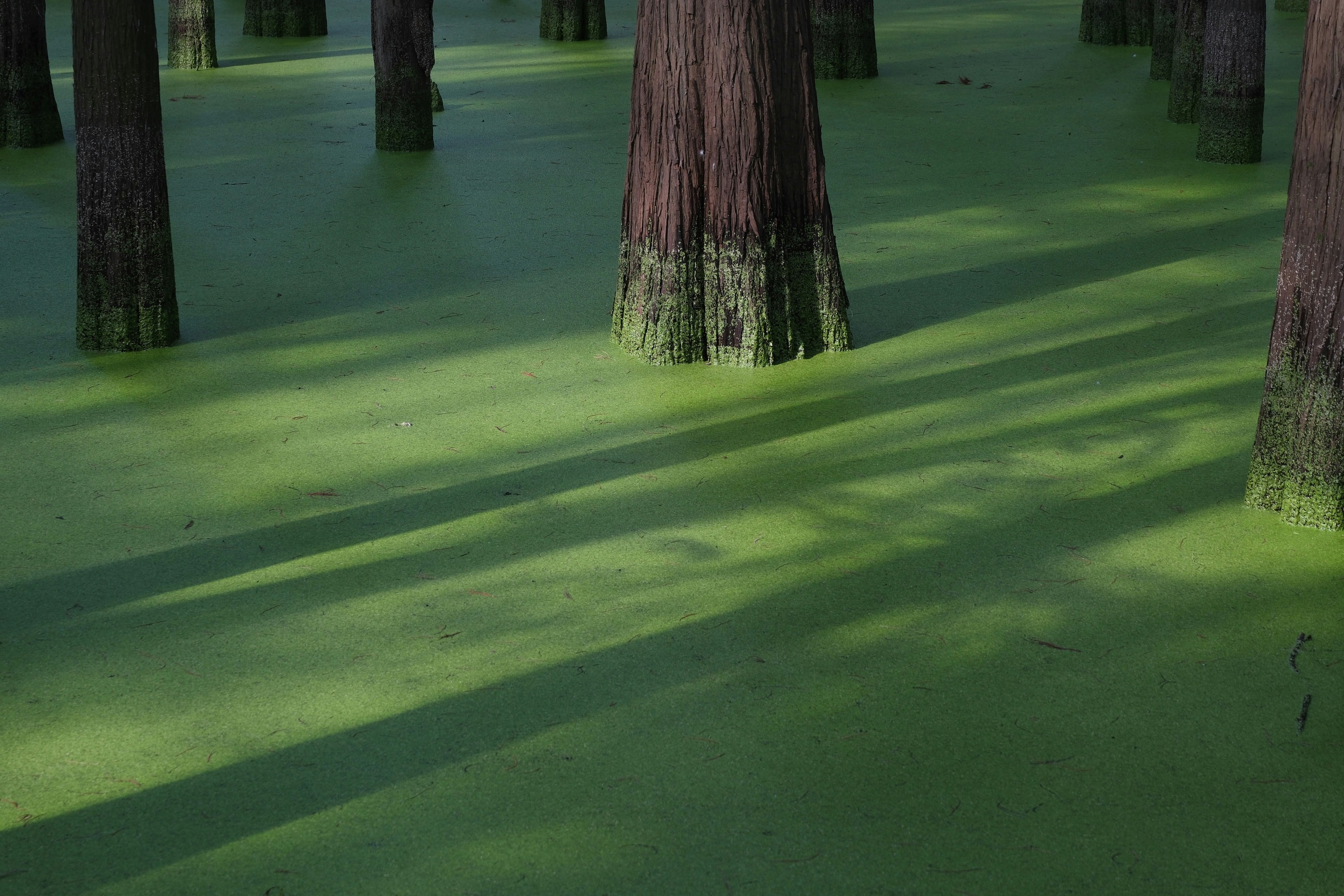 Emerald Tranquility: Cypress Shadows Over a Quiet Swamp