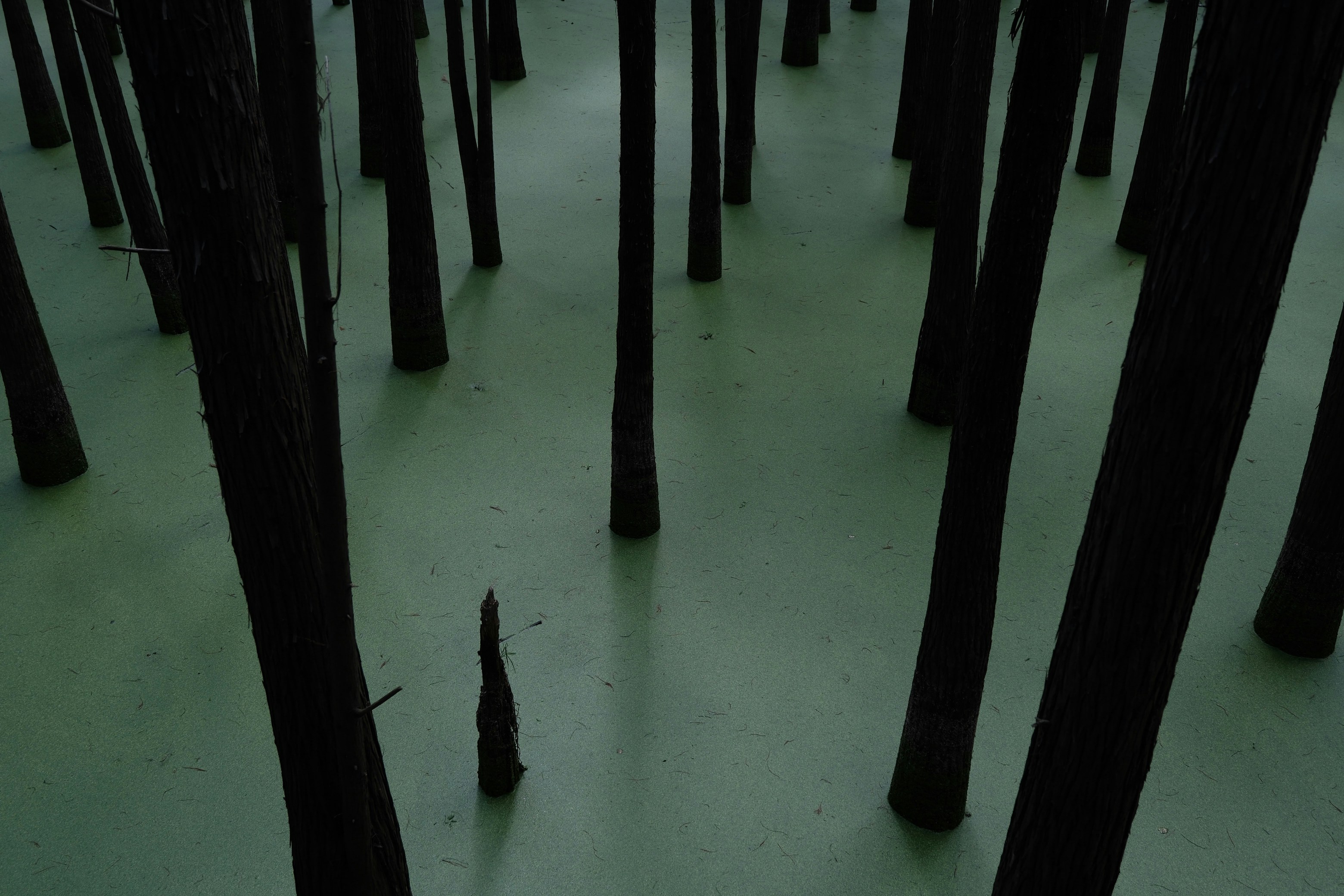 Silent Columns in a Sea of Greenish Water