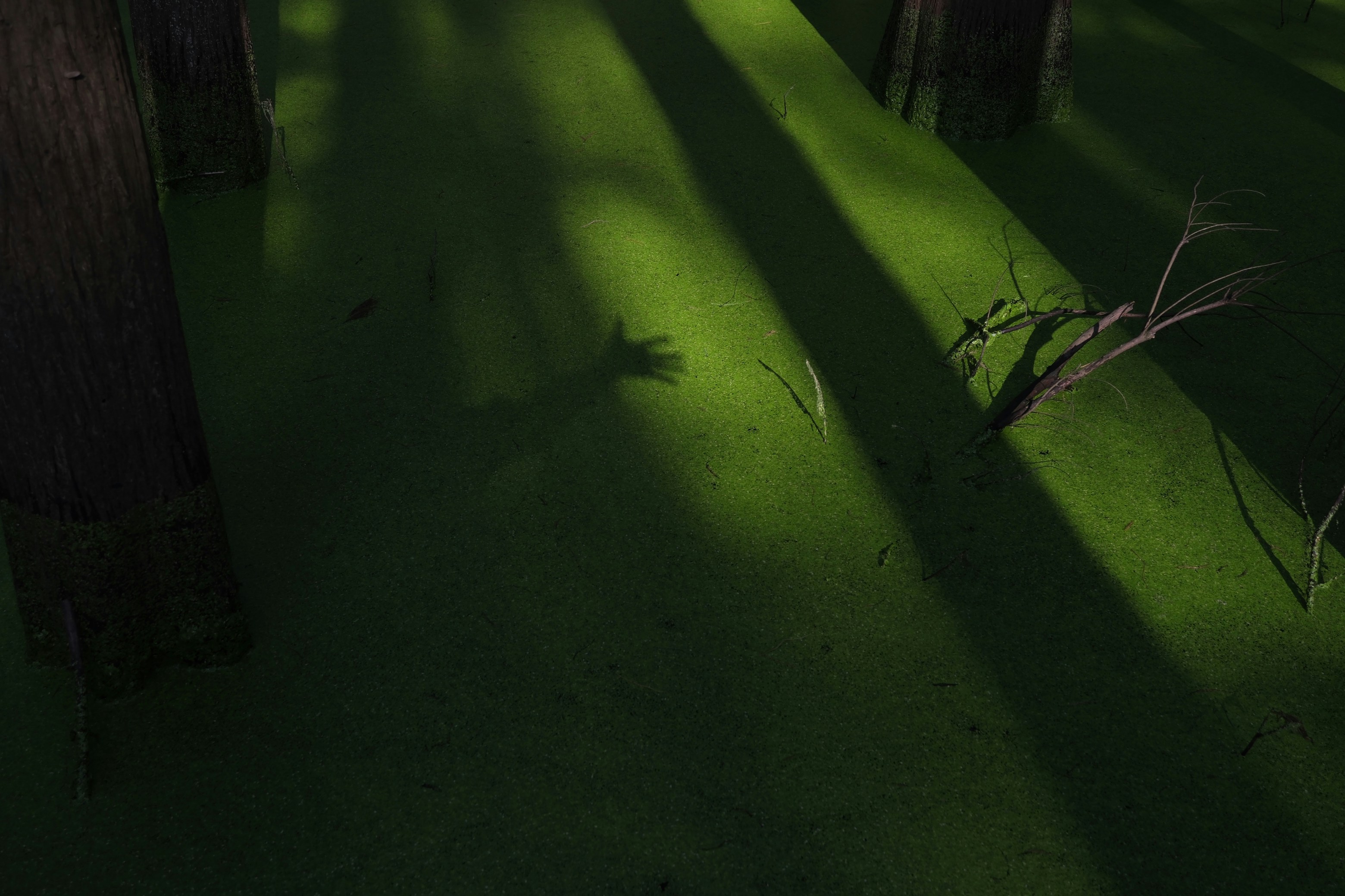 Moonlit Marsh: Shadows and Verdant Silence