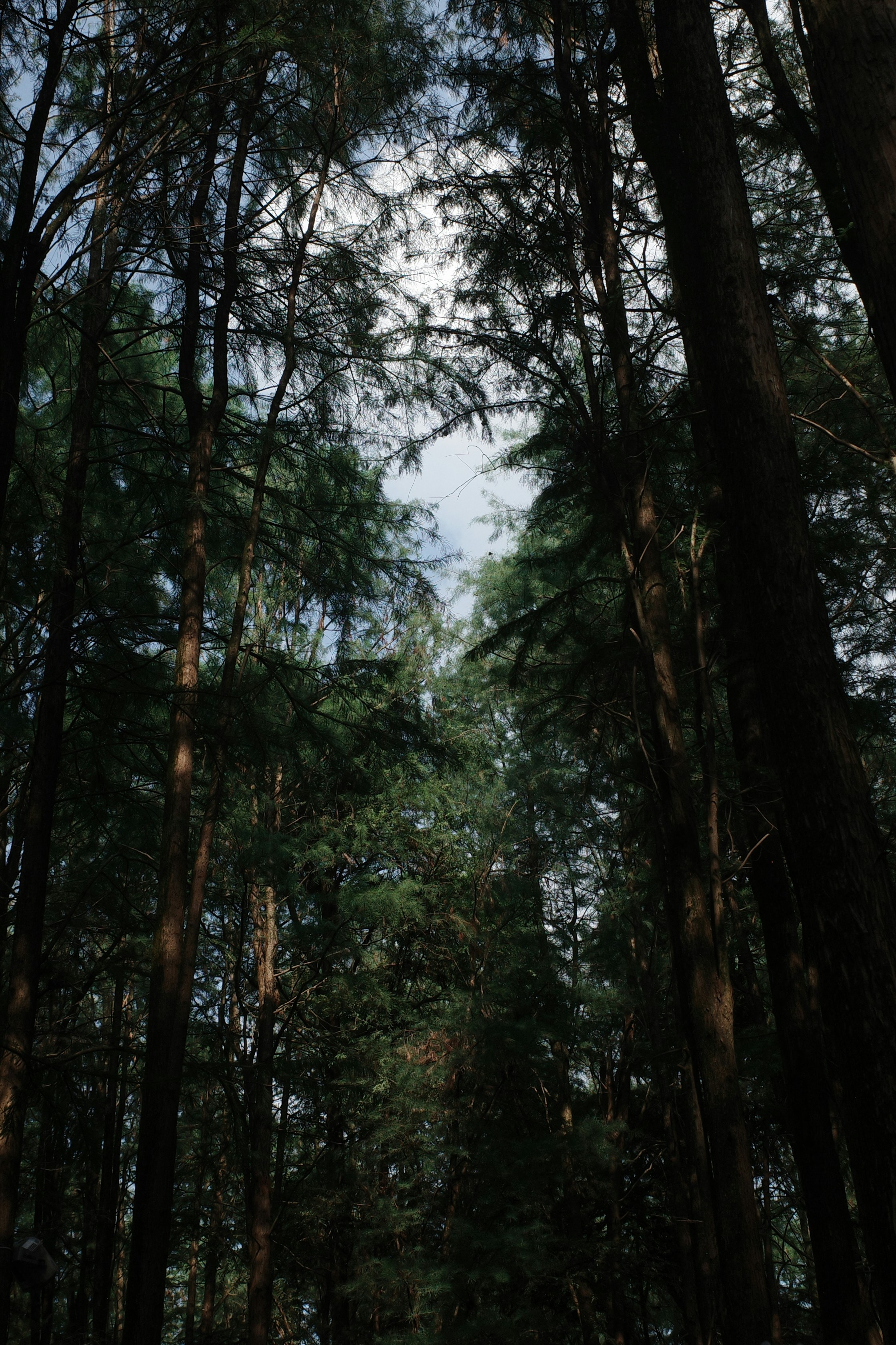Sunlit Gap Between Pines: A Sky-Opening Forest Pass