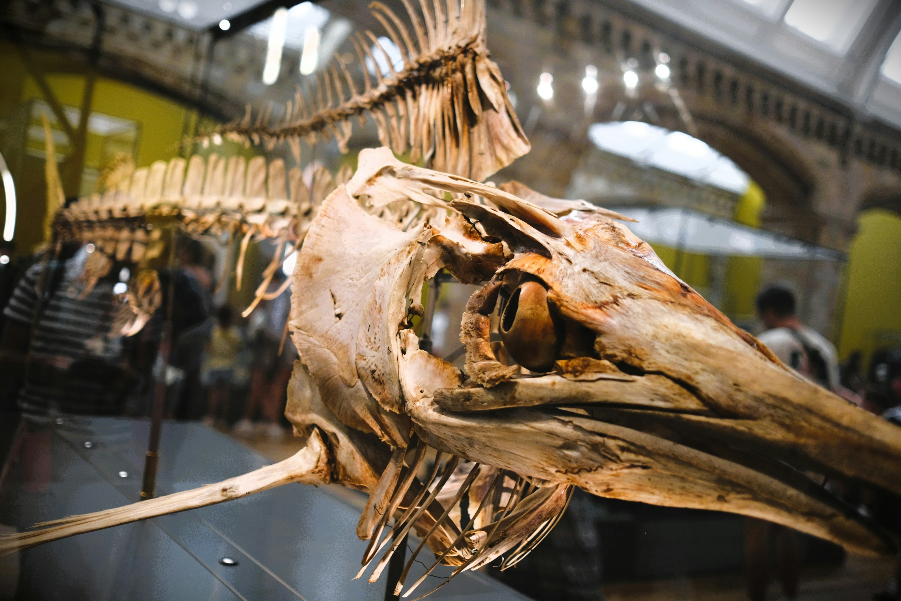 Curved Gaze of the Ancients: A Dinosaur Skull in Motion