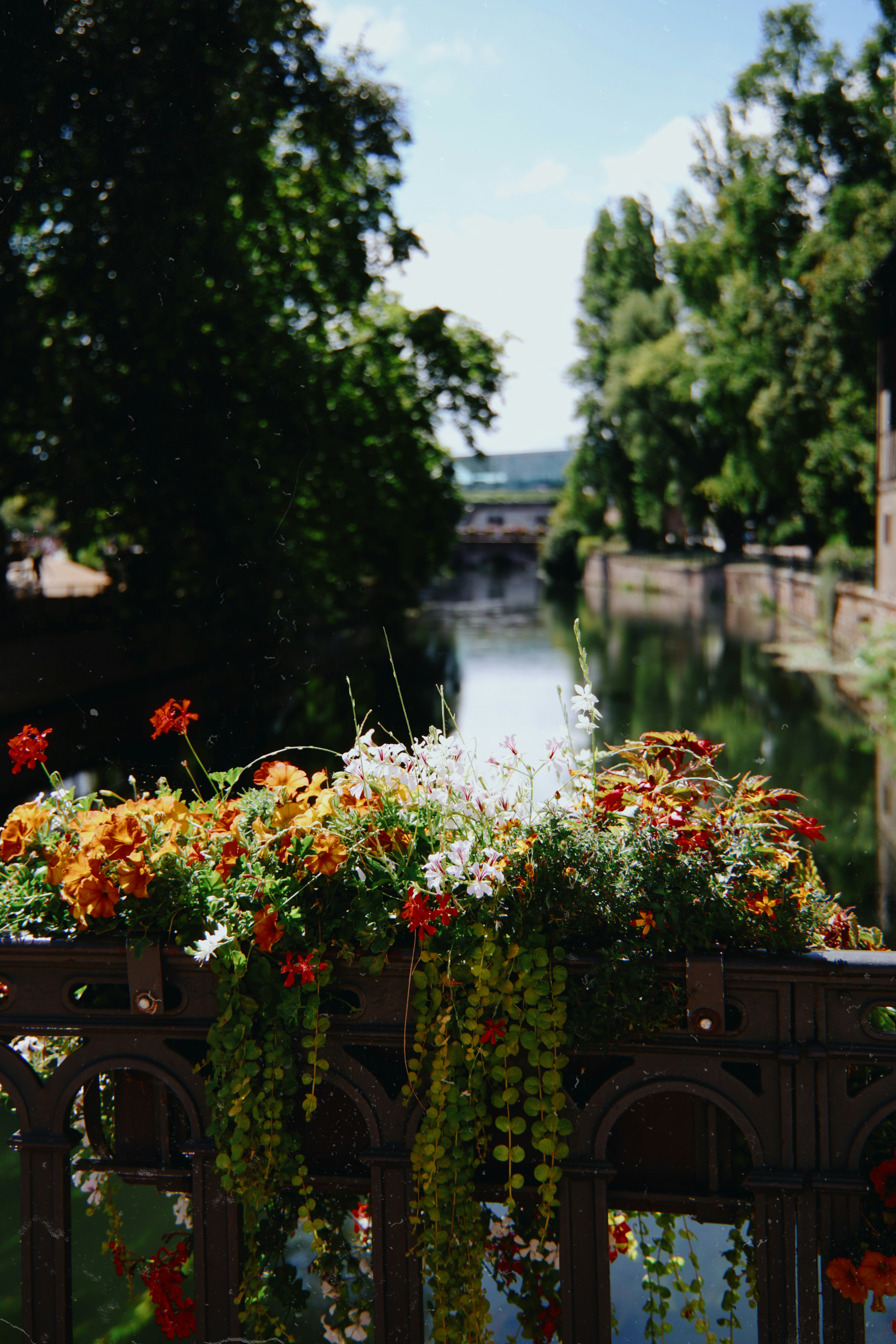 Blooms Over the Railing: Sunset on a Waterway