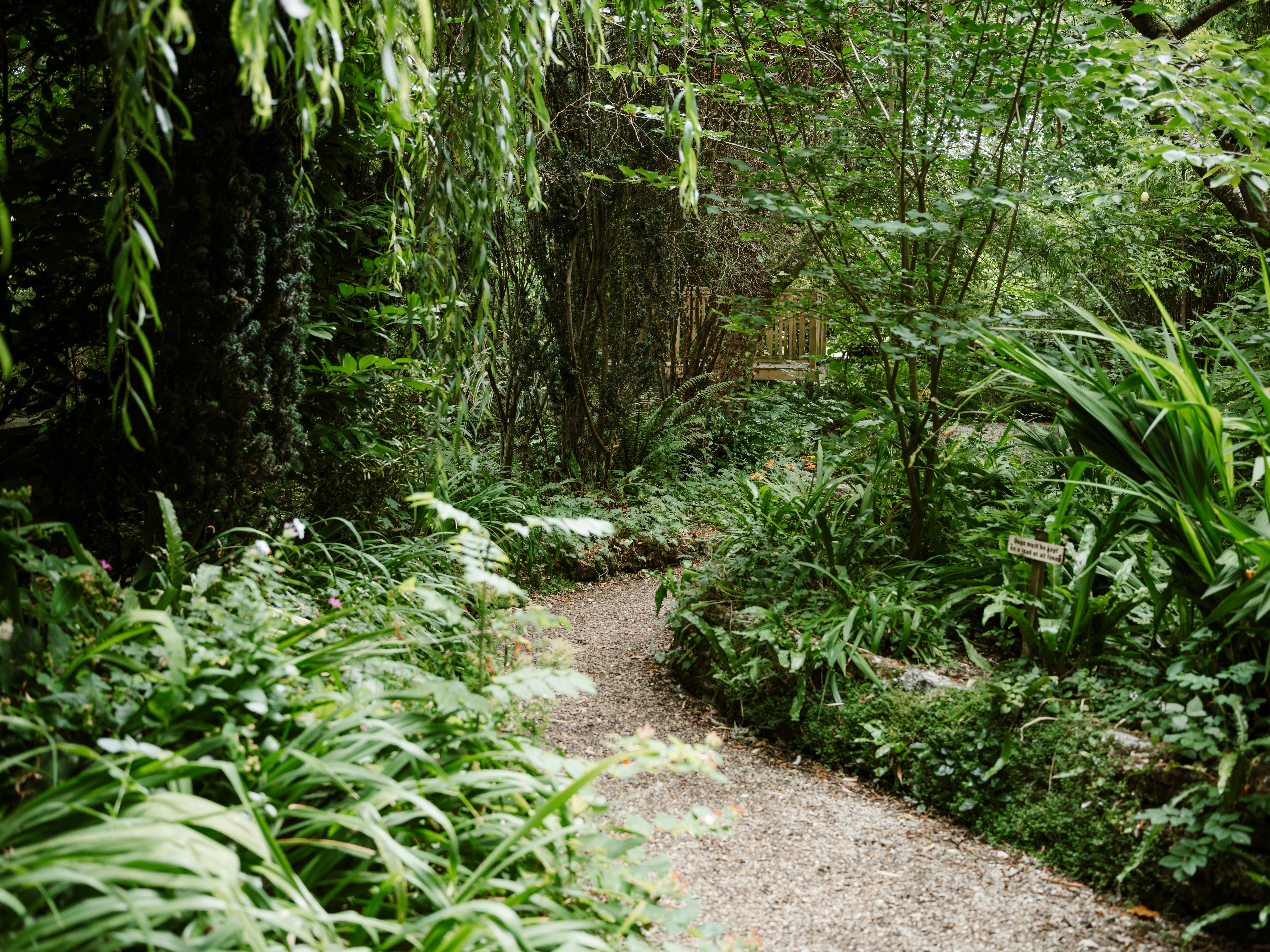 Serpentine Path Through a Lush Green Conservatory