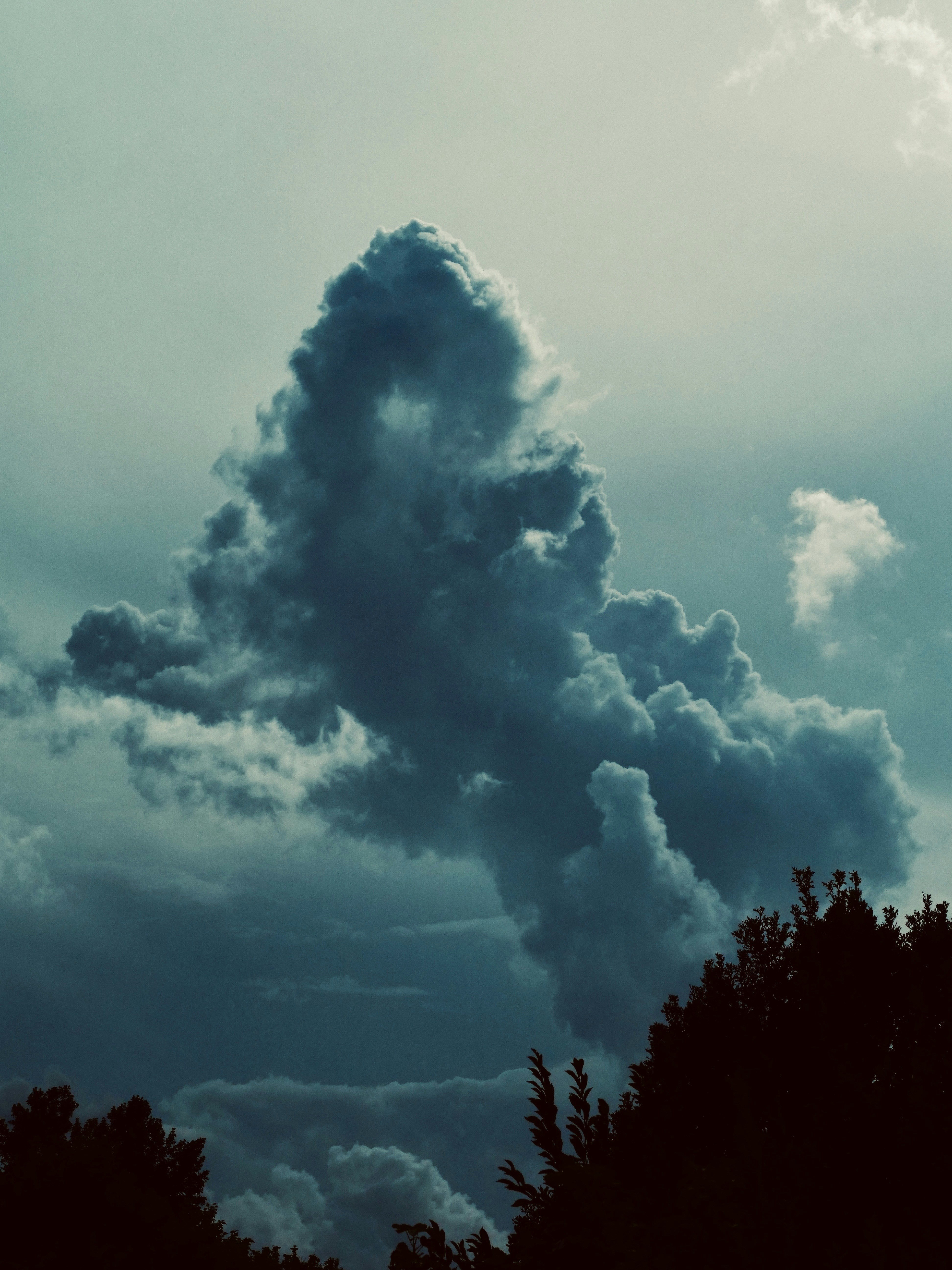 Towering Cloud Column Over Forest Canopy