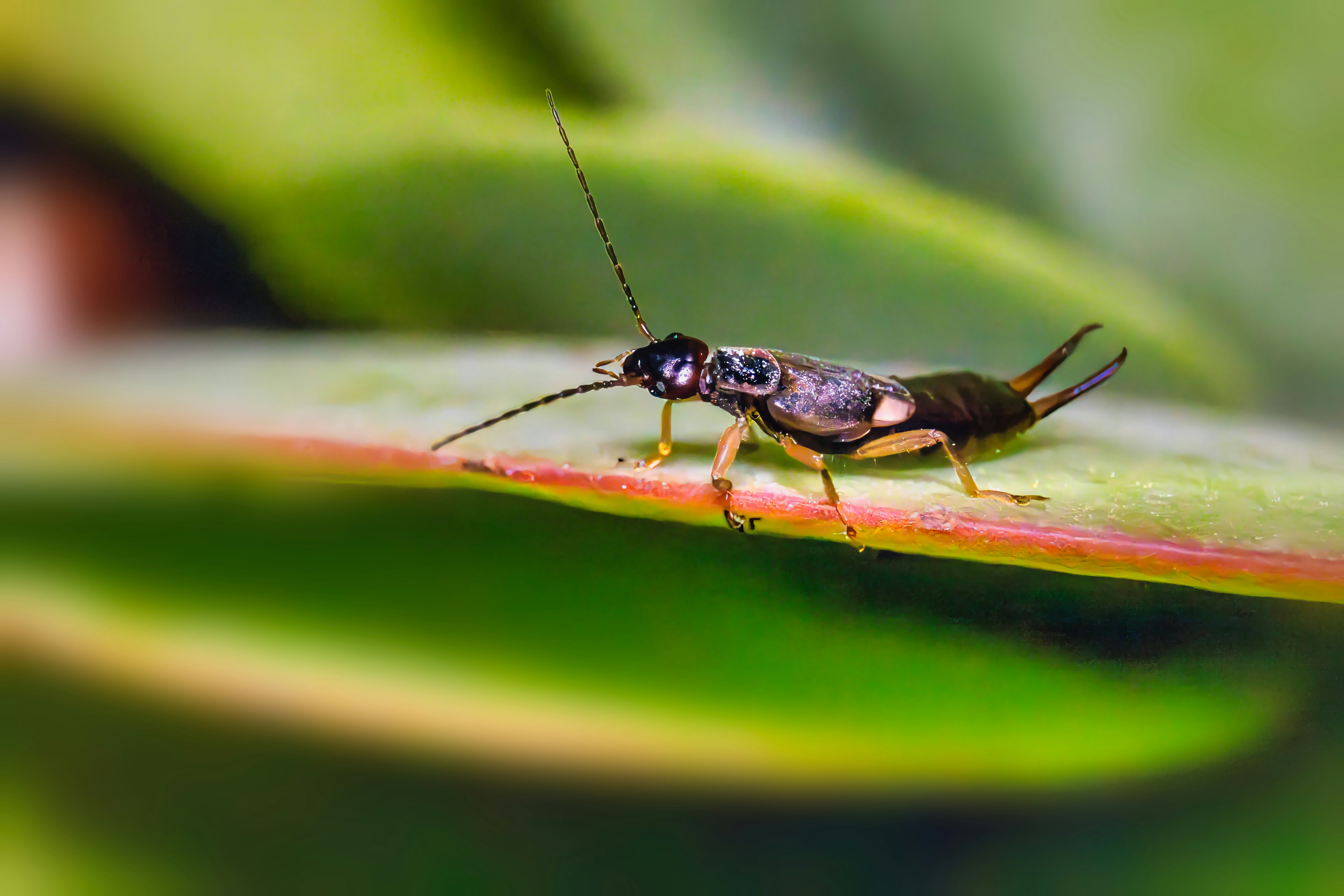 On the Leaf's Edge: A Tiny Predator in Focus