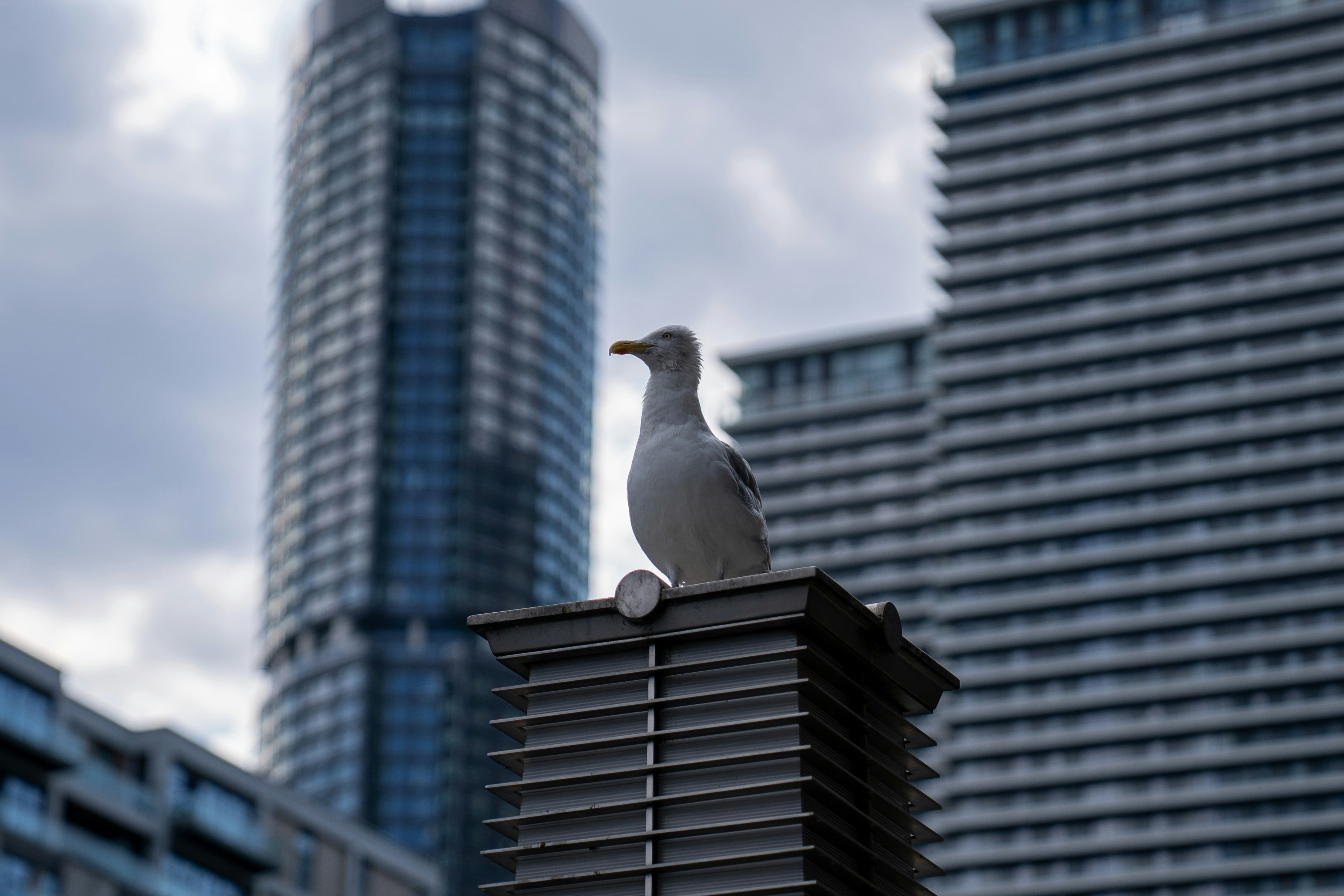 Urban Seagull Watch: A Lone Bird Over a Rooftop Vent Against Modern Towers