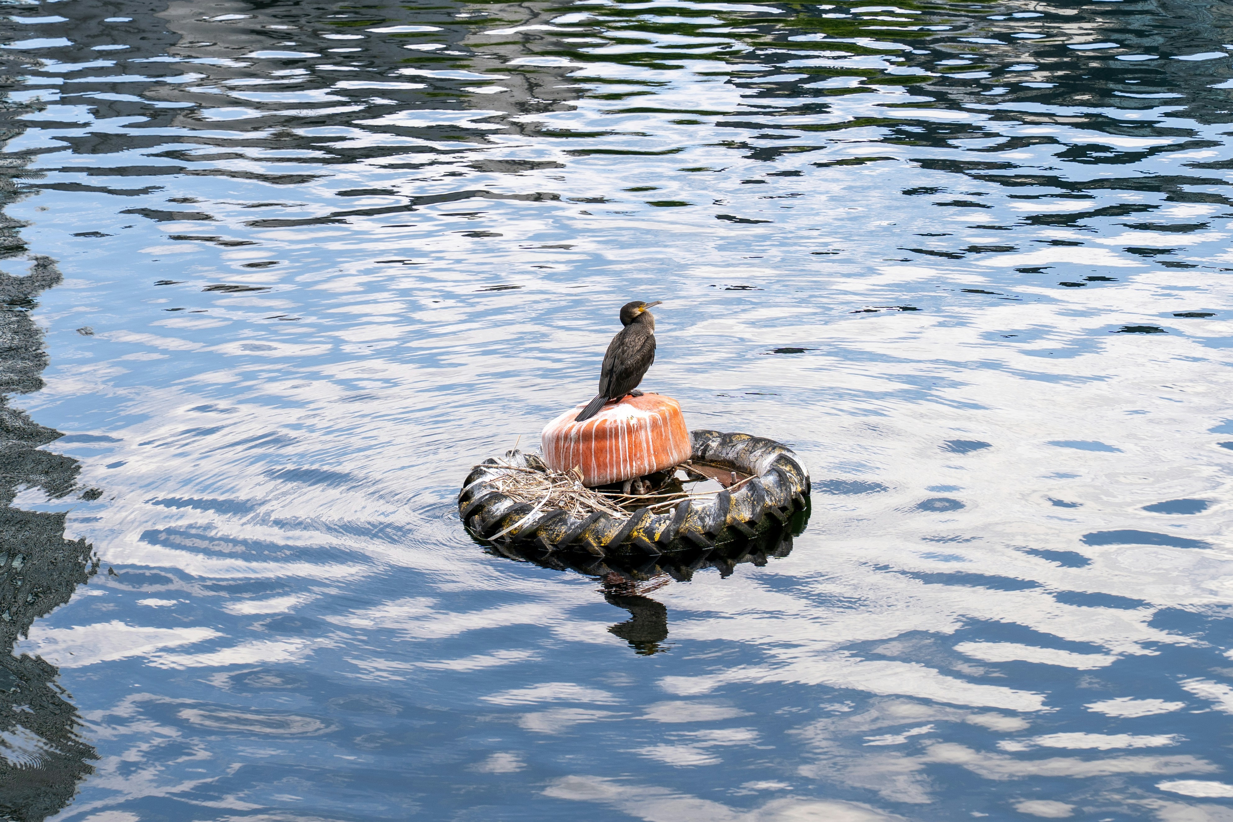 Bird on a Ring: A lone avian Sentinel on a Floating Tire