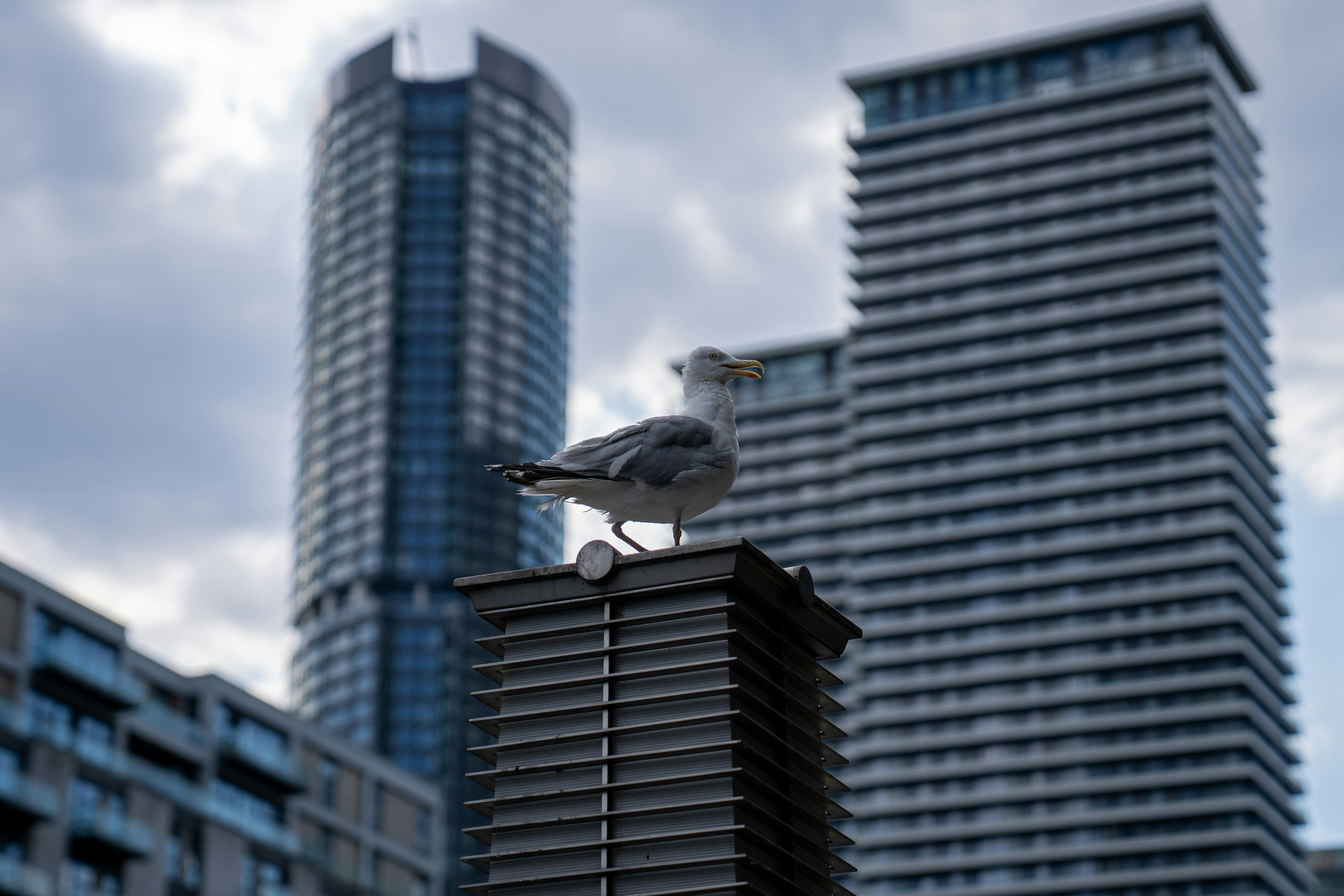 Urban Gull Perched Above the Cityscape
