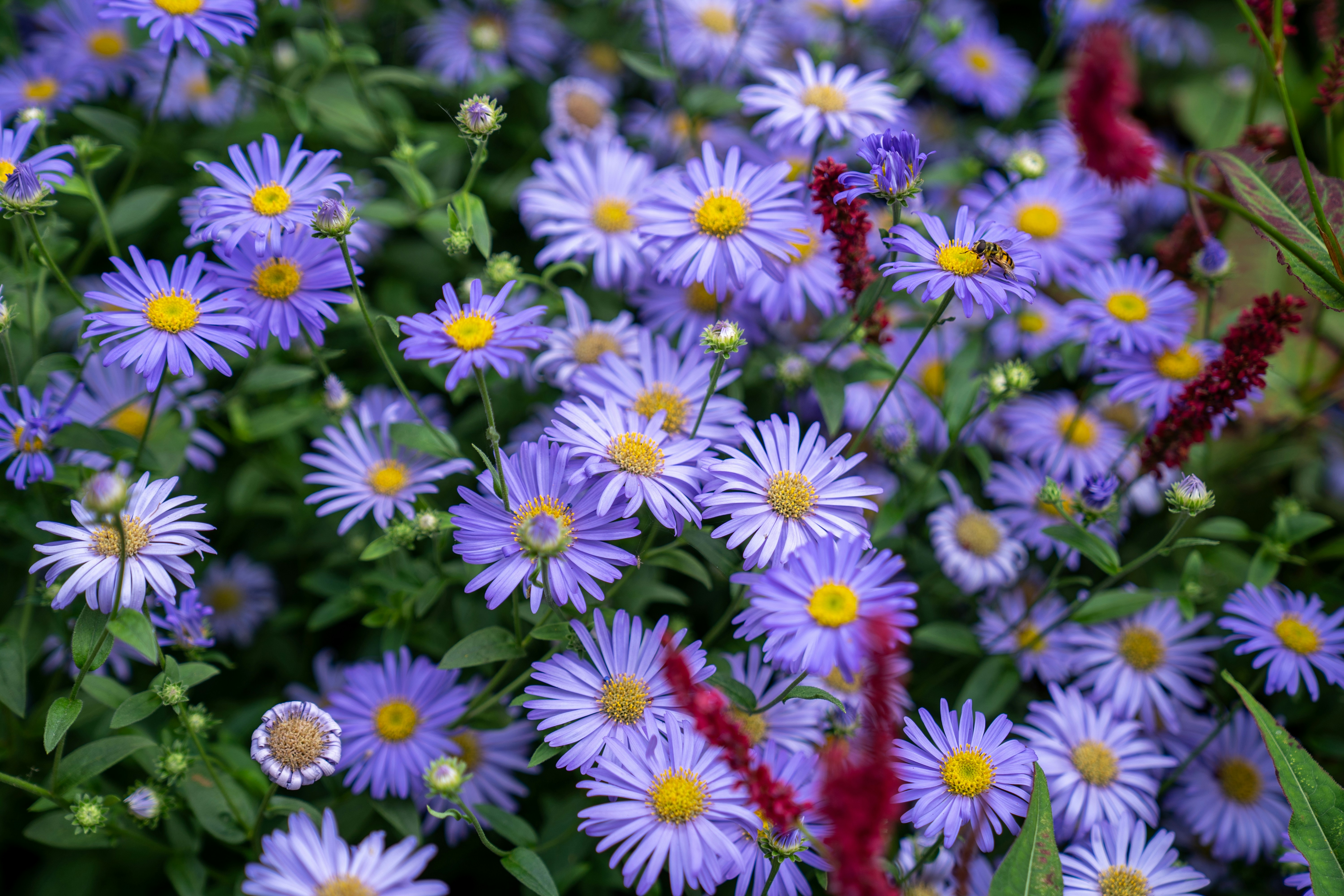 A dense bed of vibrant purple asters with yellow centers, interspersed with reddish blooms and green foliage, filling the frame in a lush garden scene.