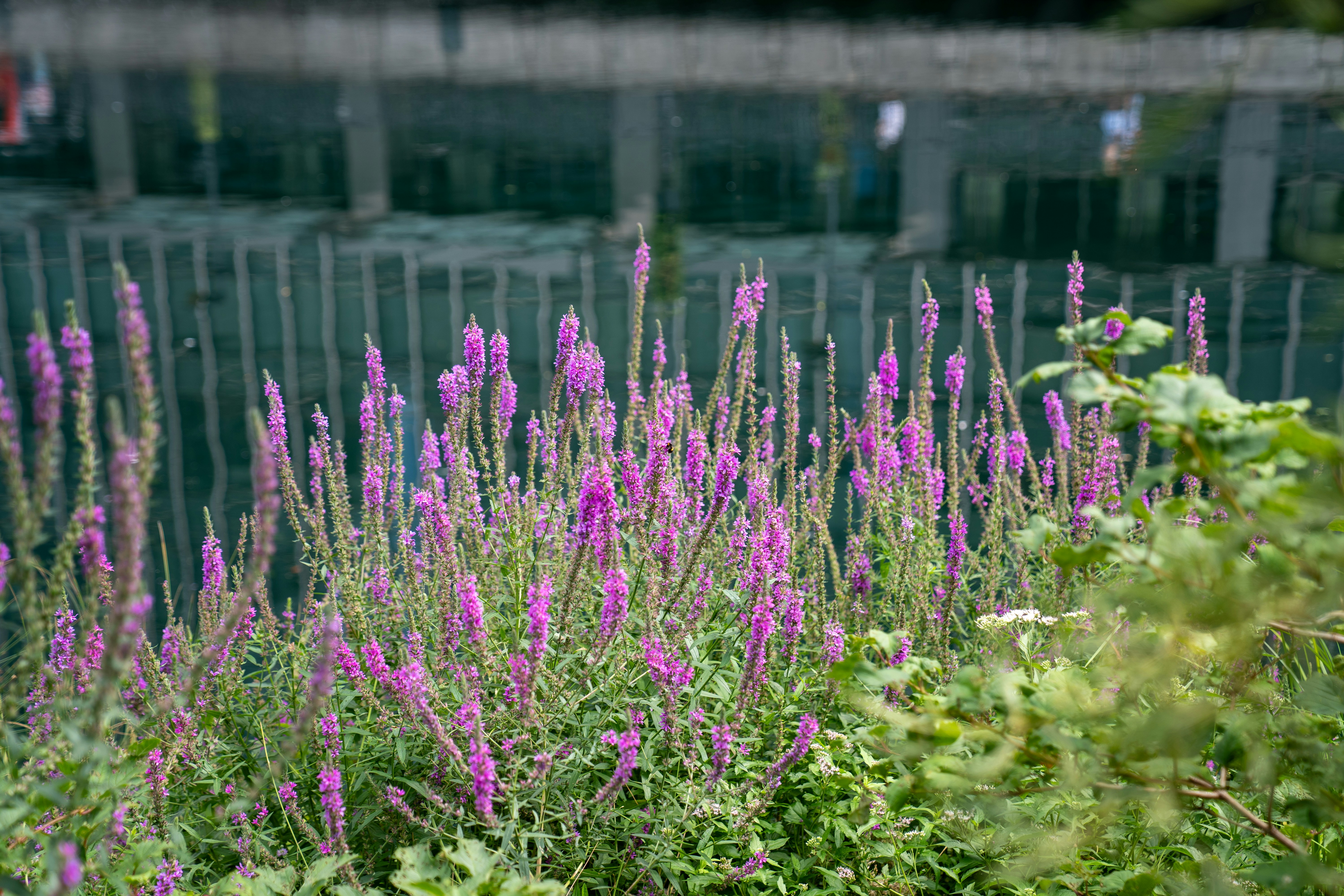 Purple Spike Meadow Against a Dappled Fence