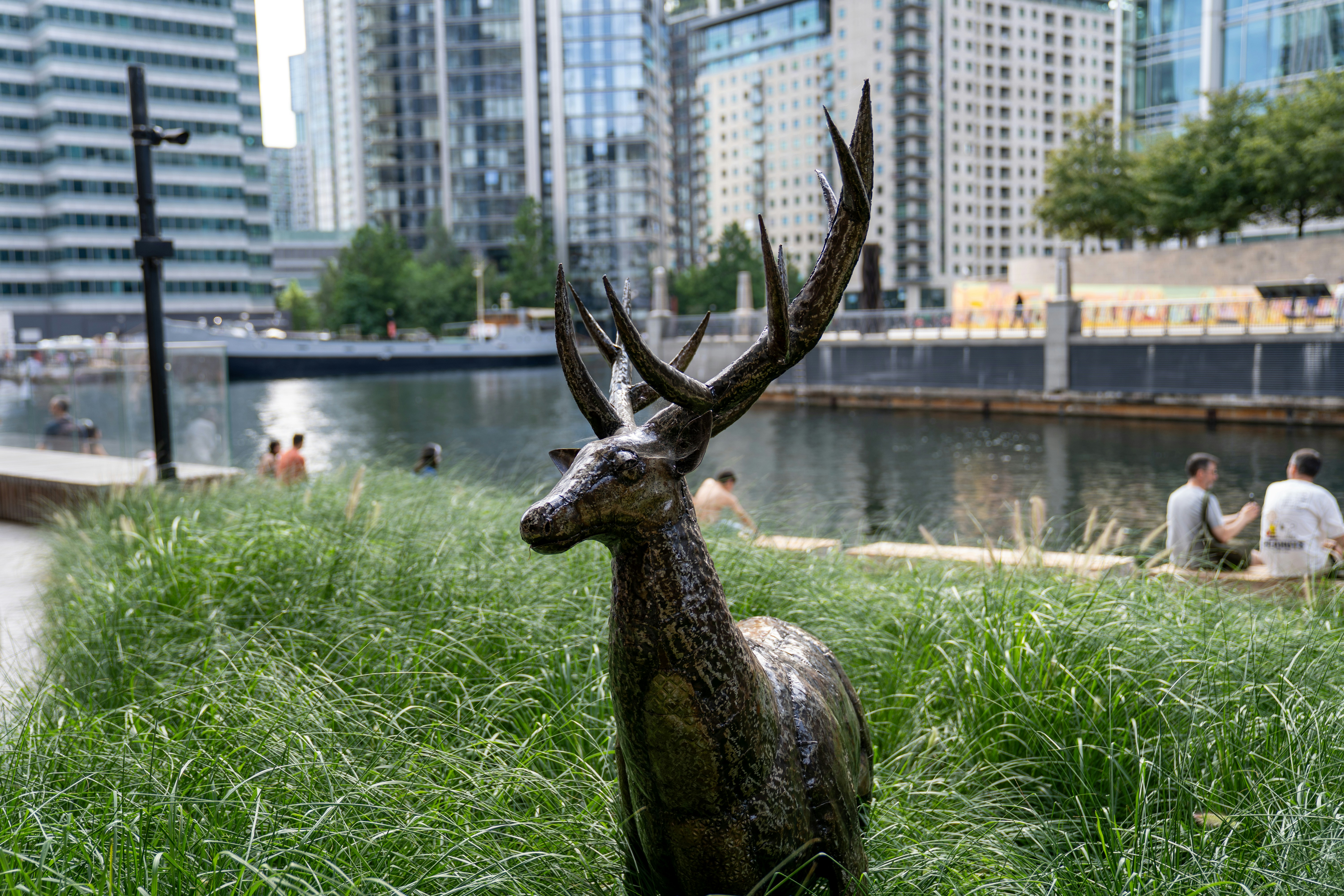 Urban Stag in a City Park by the River