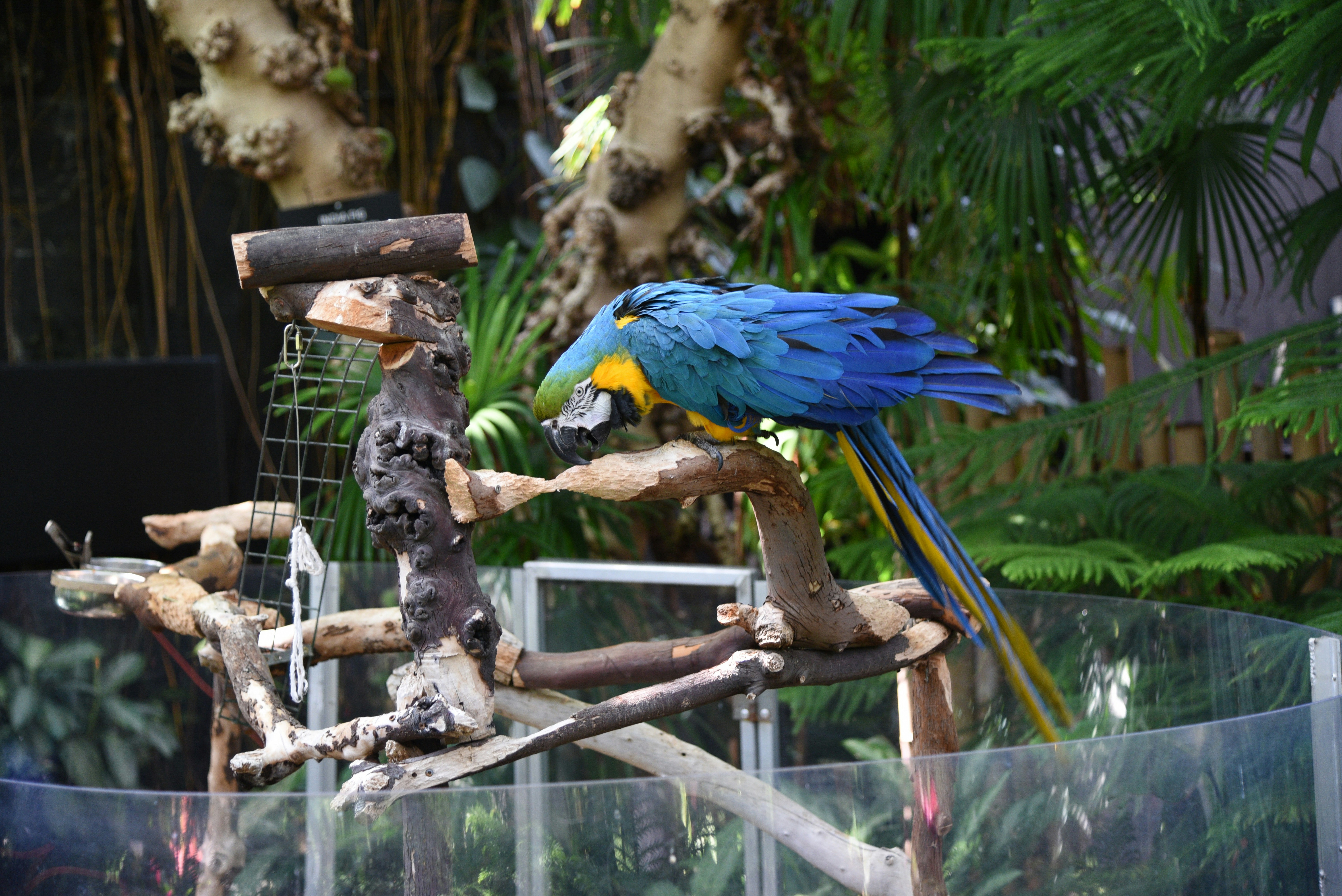 Azure Feathered Perch: A Macaw surveys its tropical enclosure