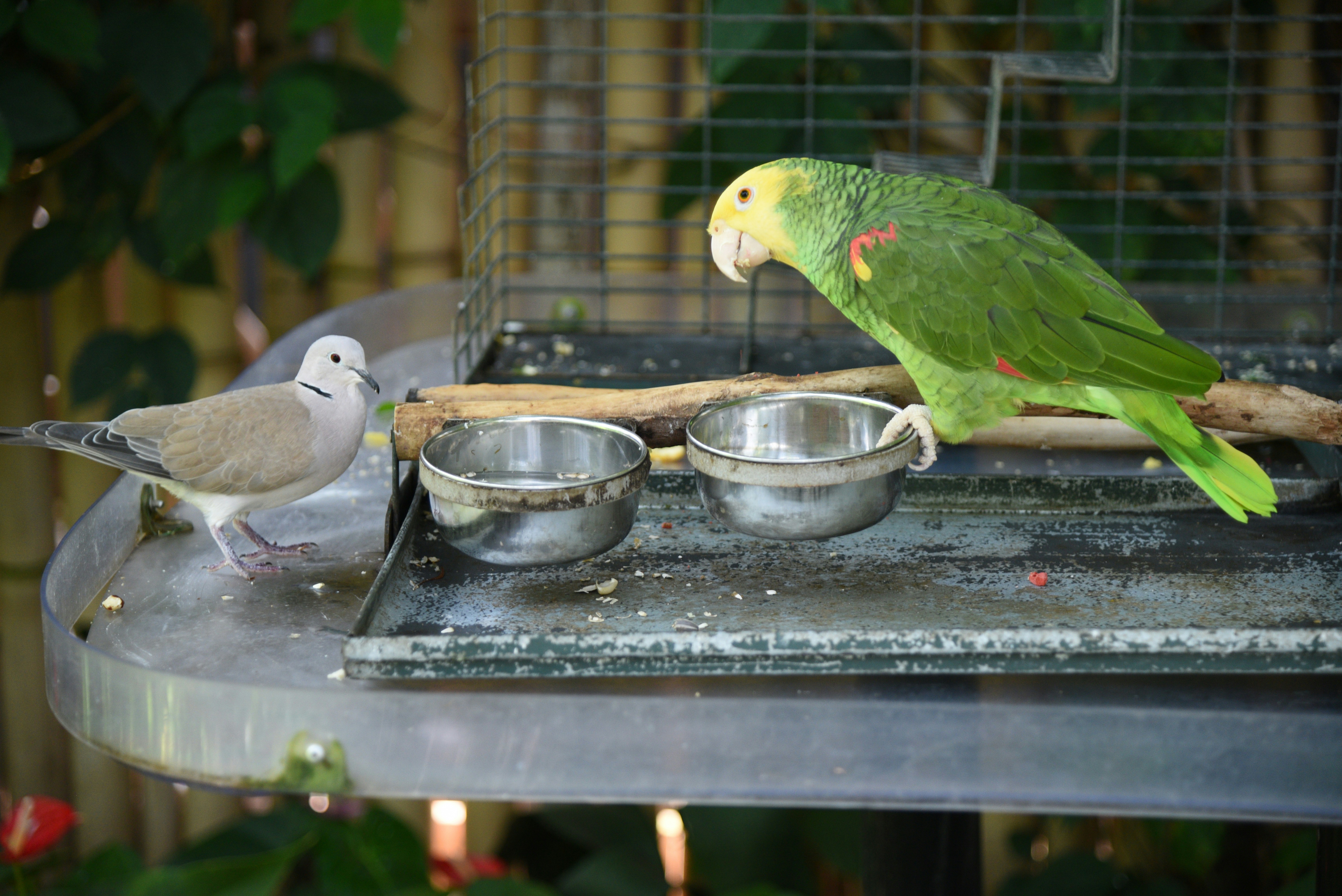 Green Parrot Bronzed by Pet Feeds: A Quiet Moment at the Trough