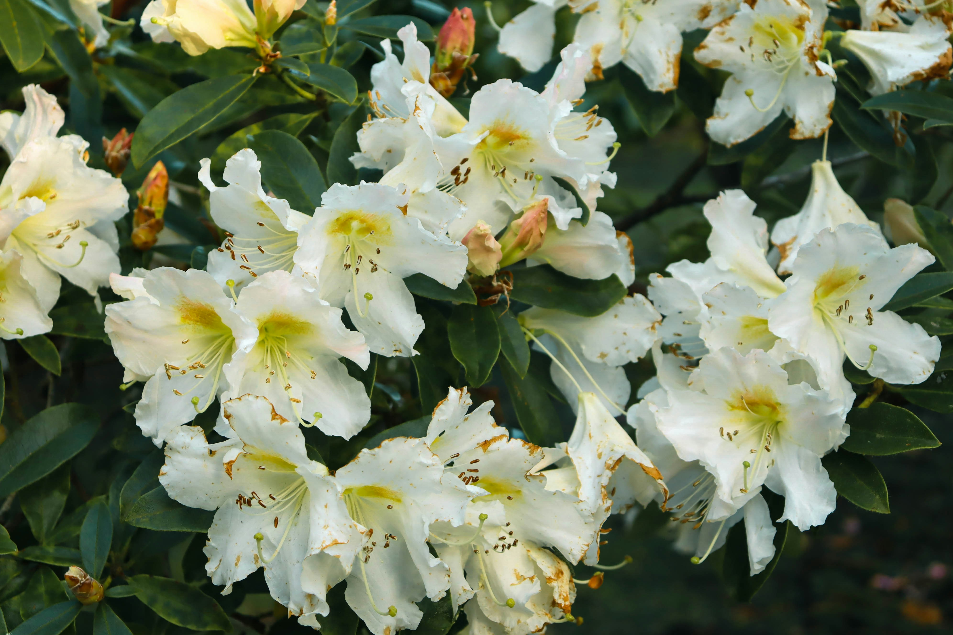 Cascading White Blooms at the Edge of a Green Canopy