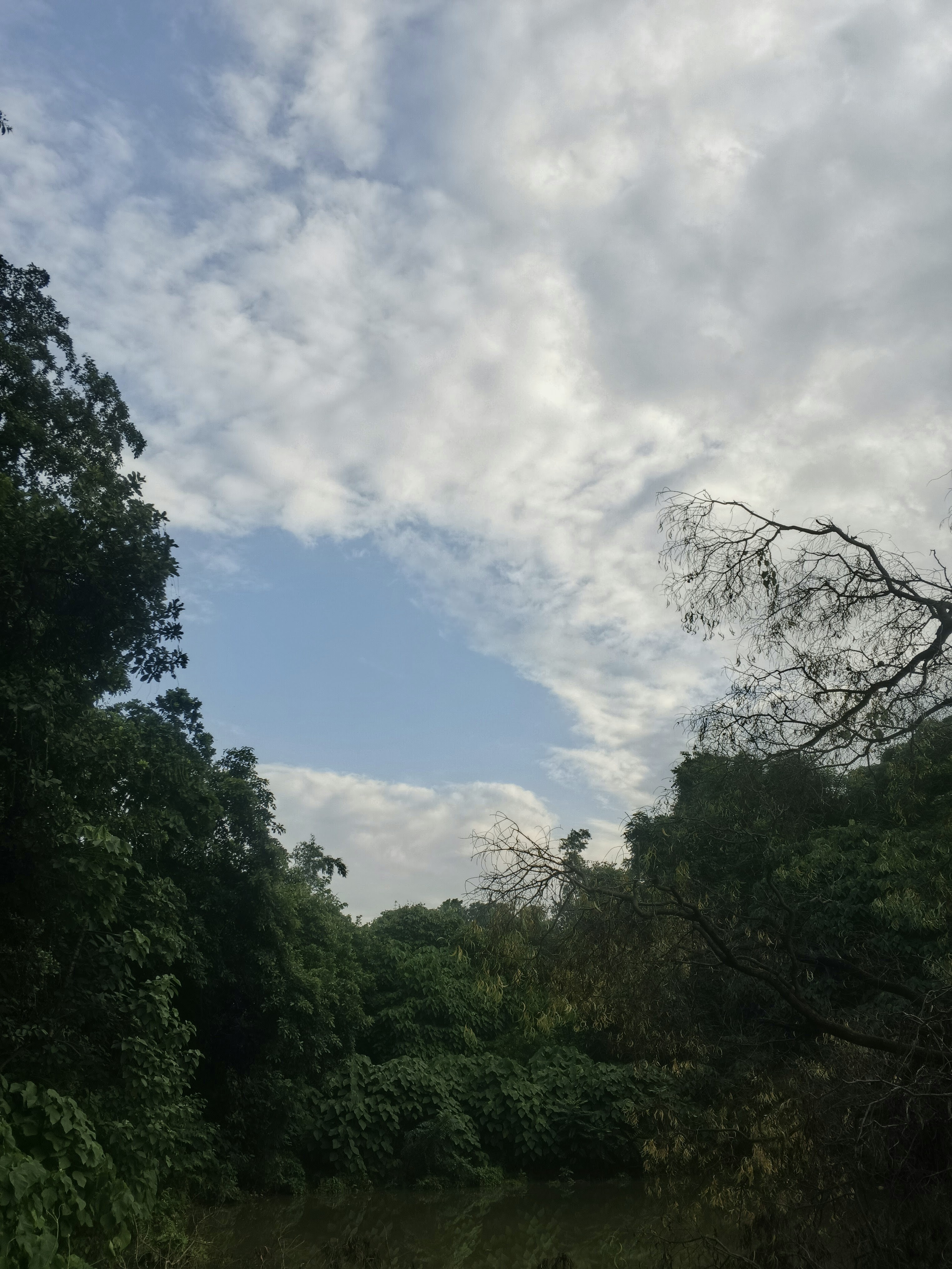 Cloud-veiled canopy over a tranquil riverside