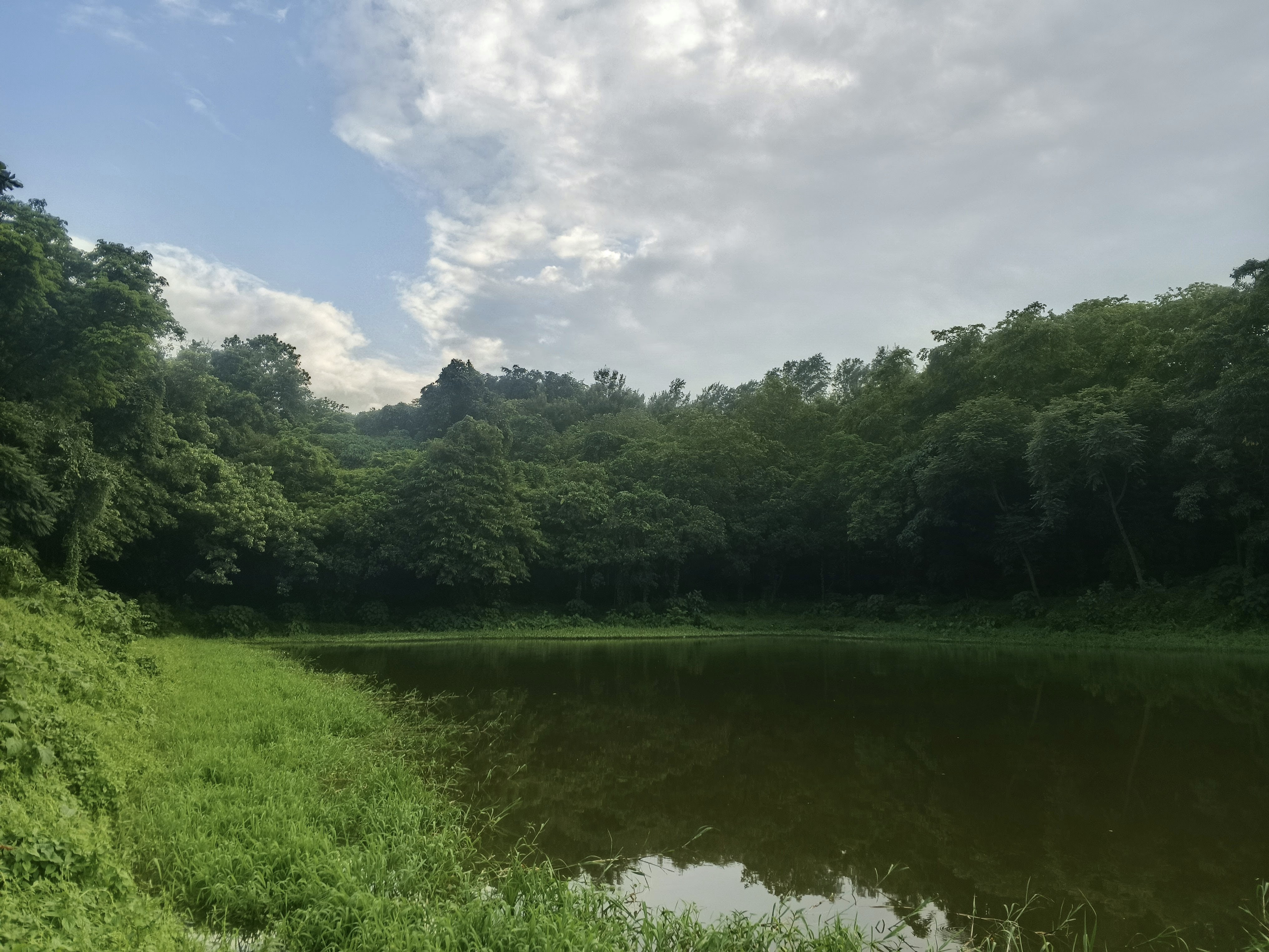 Verdant Pond Edge at Dappled Light