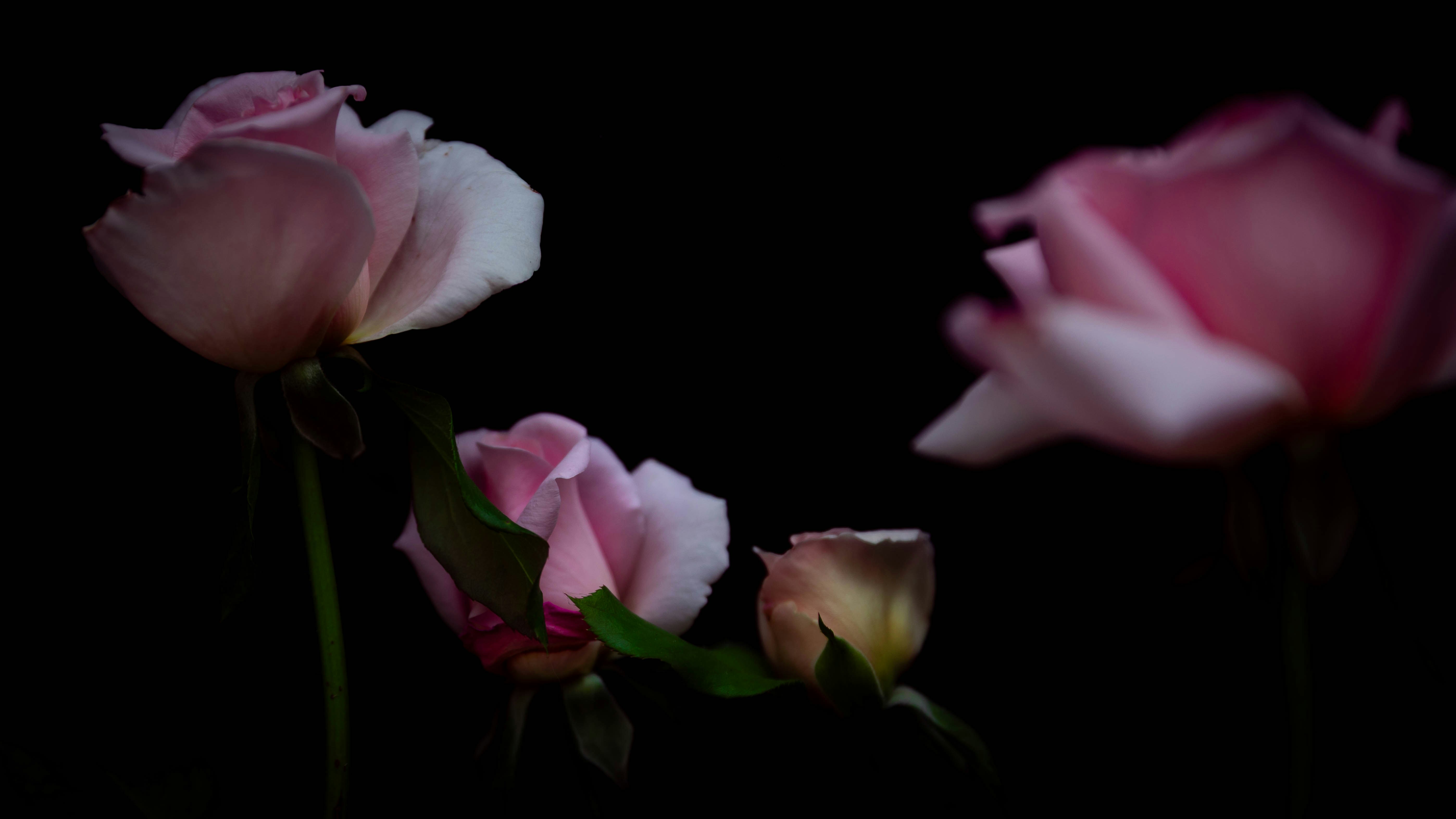 Soft Pink Bloom in Velvet Darkness