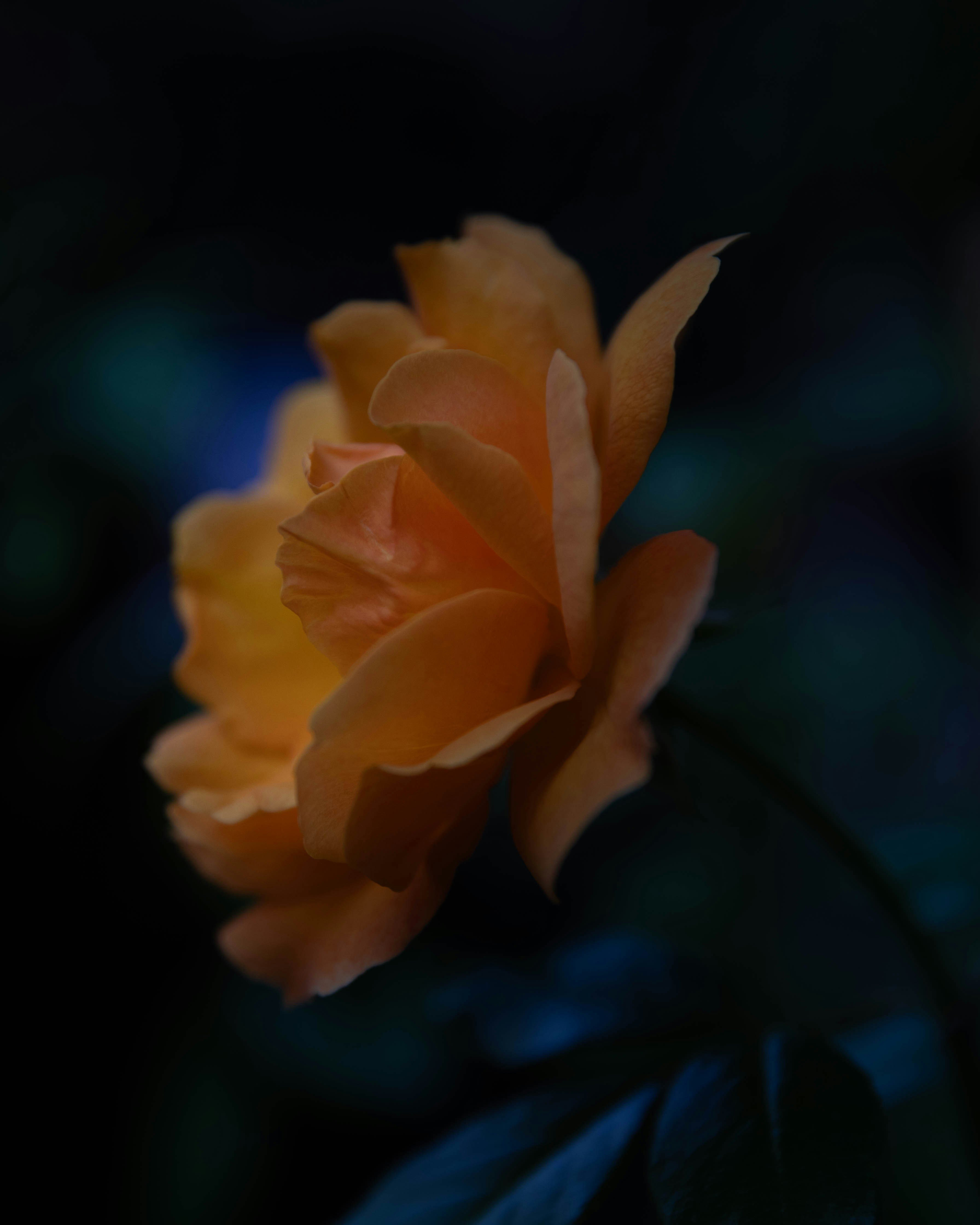 Amber Rose in Low Light: A Close Bloom in Shadowed Quiet