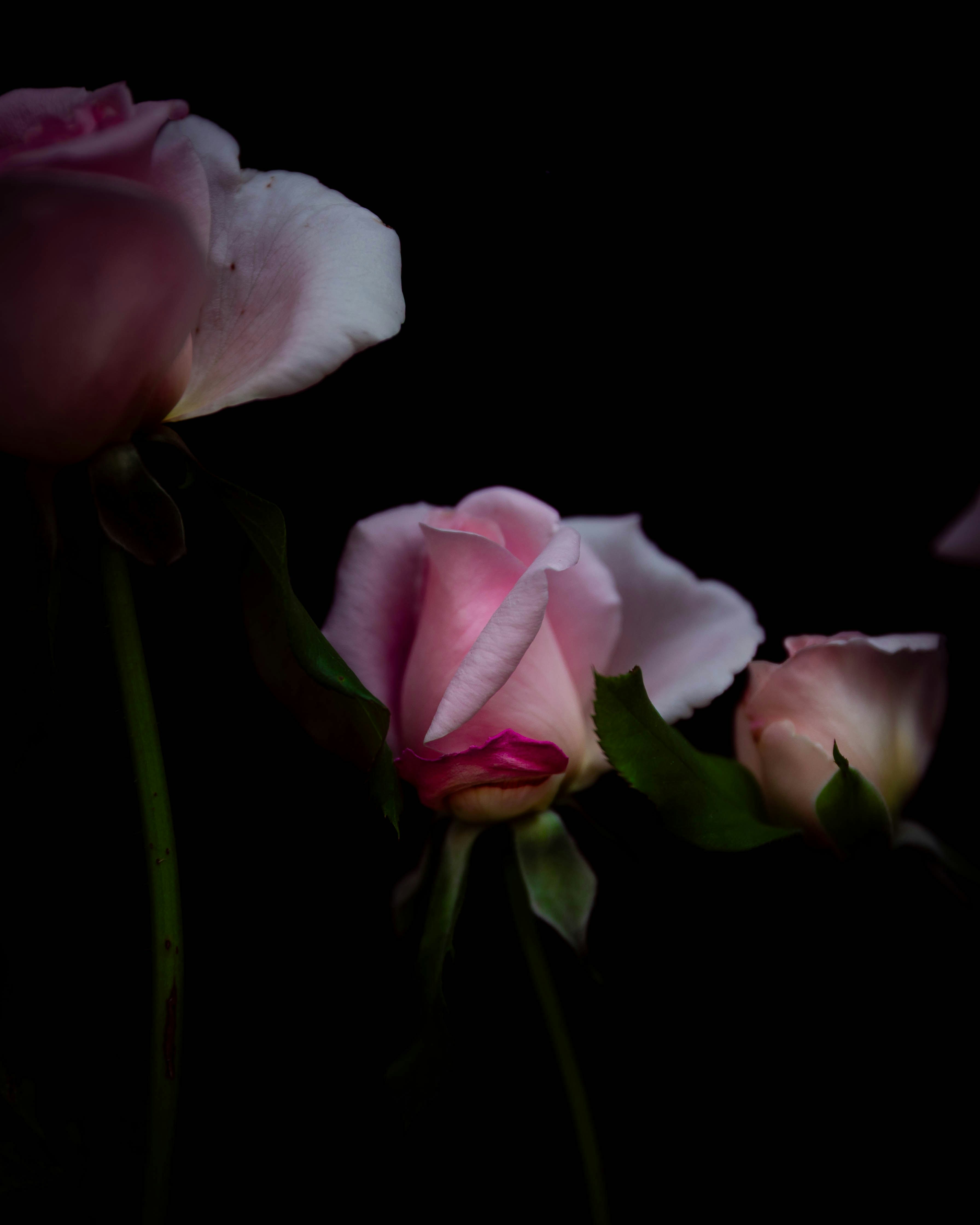 Soft Pink Roses in Velvet Darkness