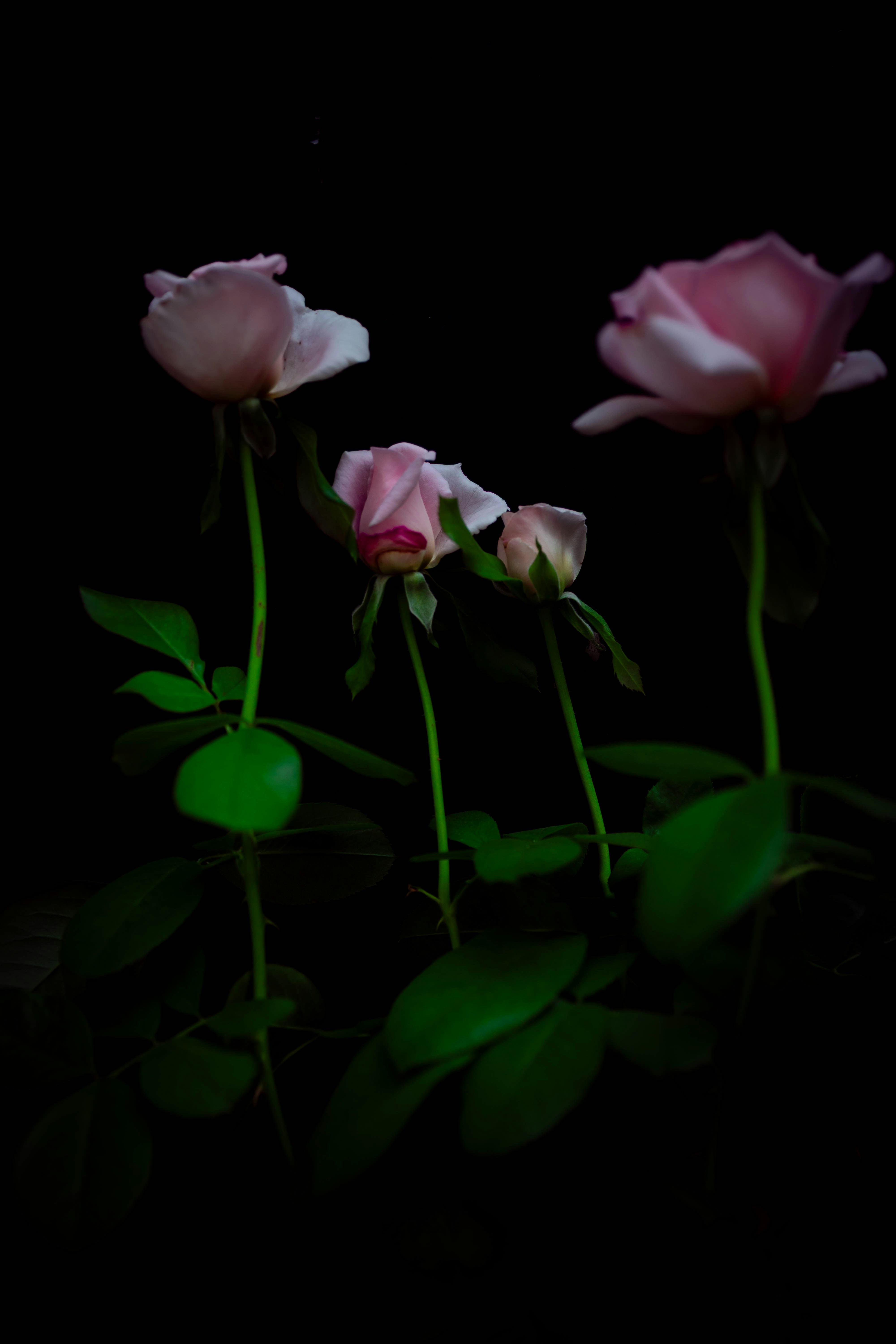 Soft-pink Roses in Shadow: A Delicate Bloom Against Night
