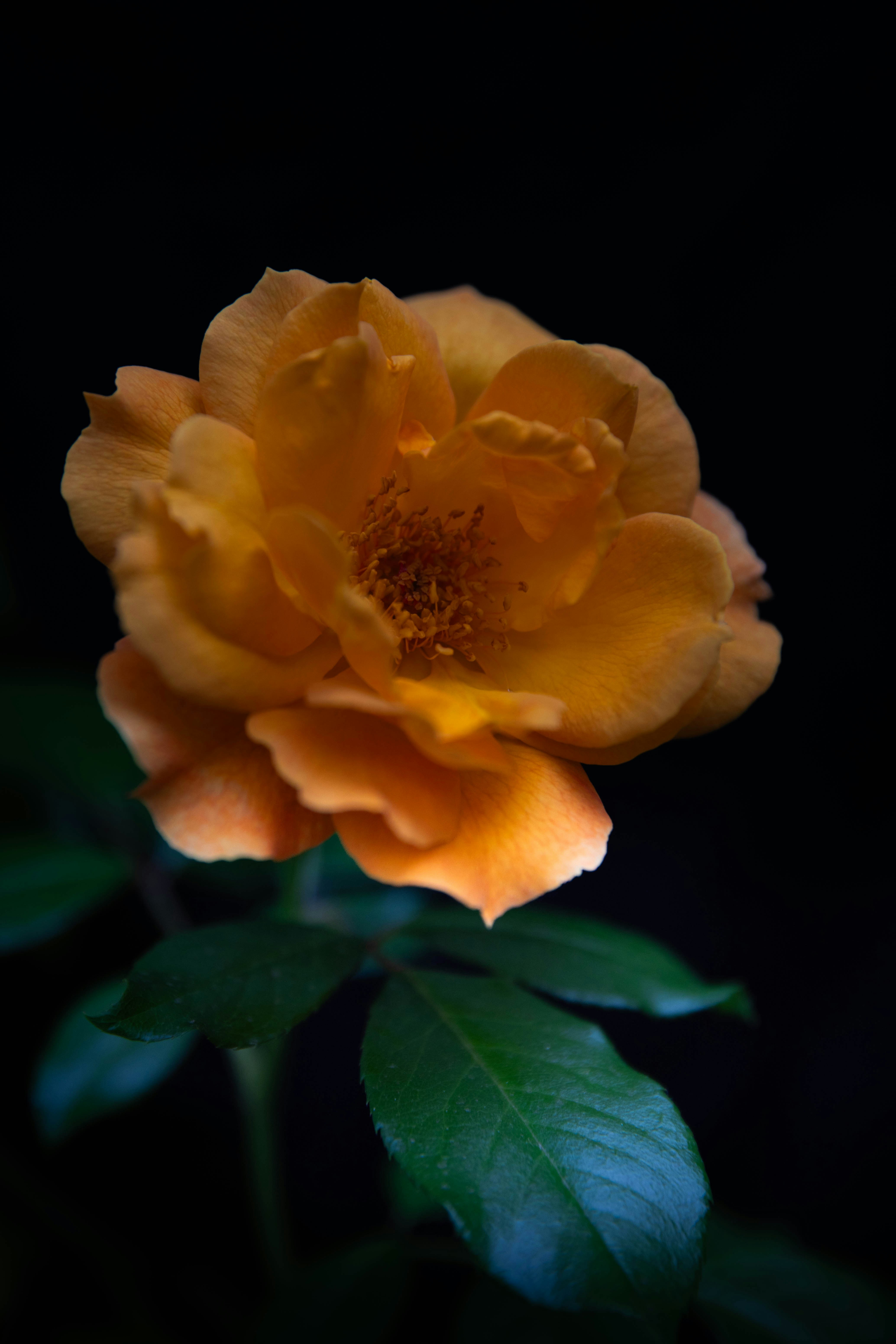 Golden Rose Bloom in Quiet Spotlight