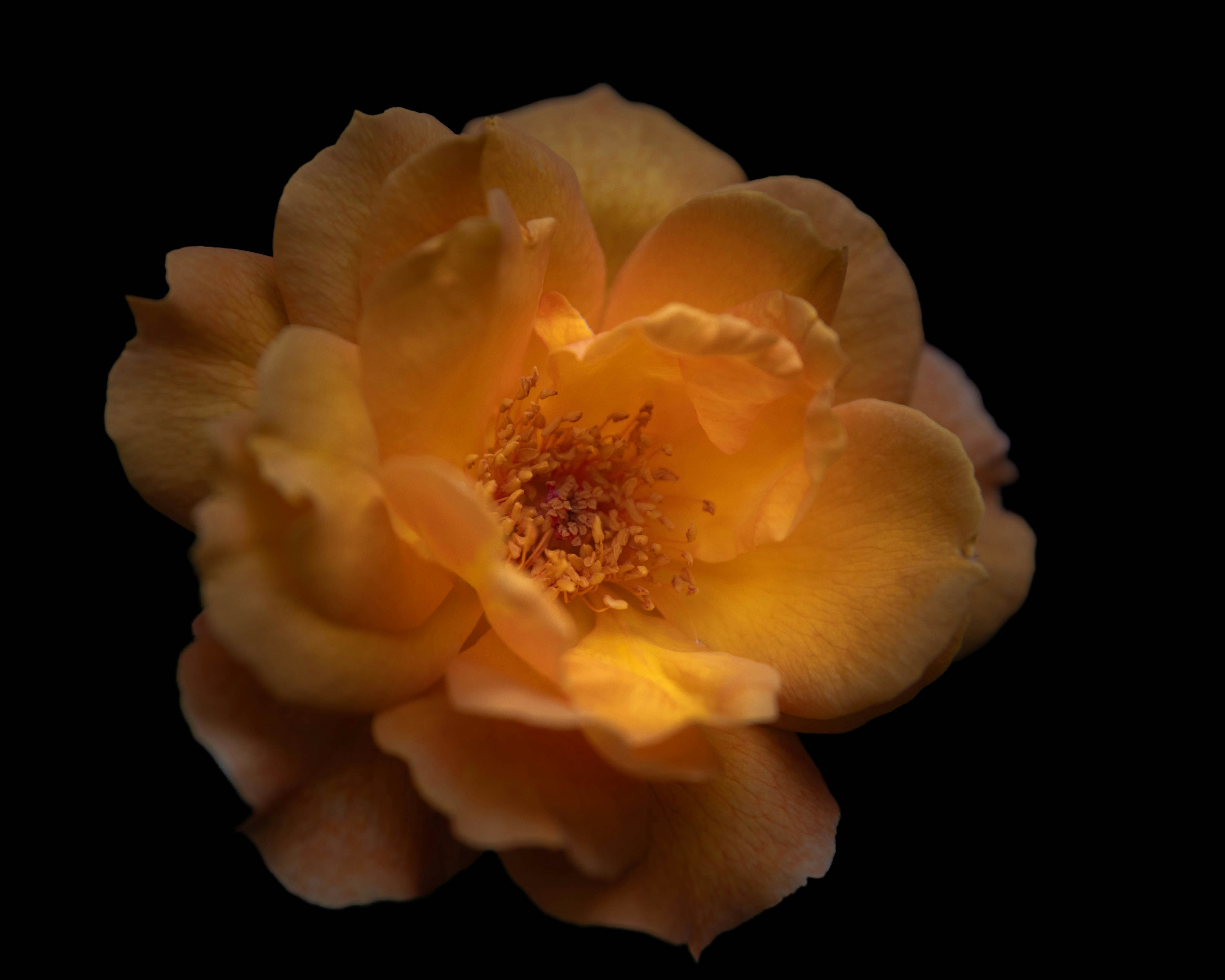 Amber Bloom: A Close-Up of a Golden Rose Against Night