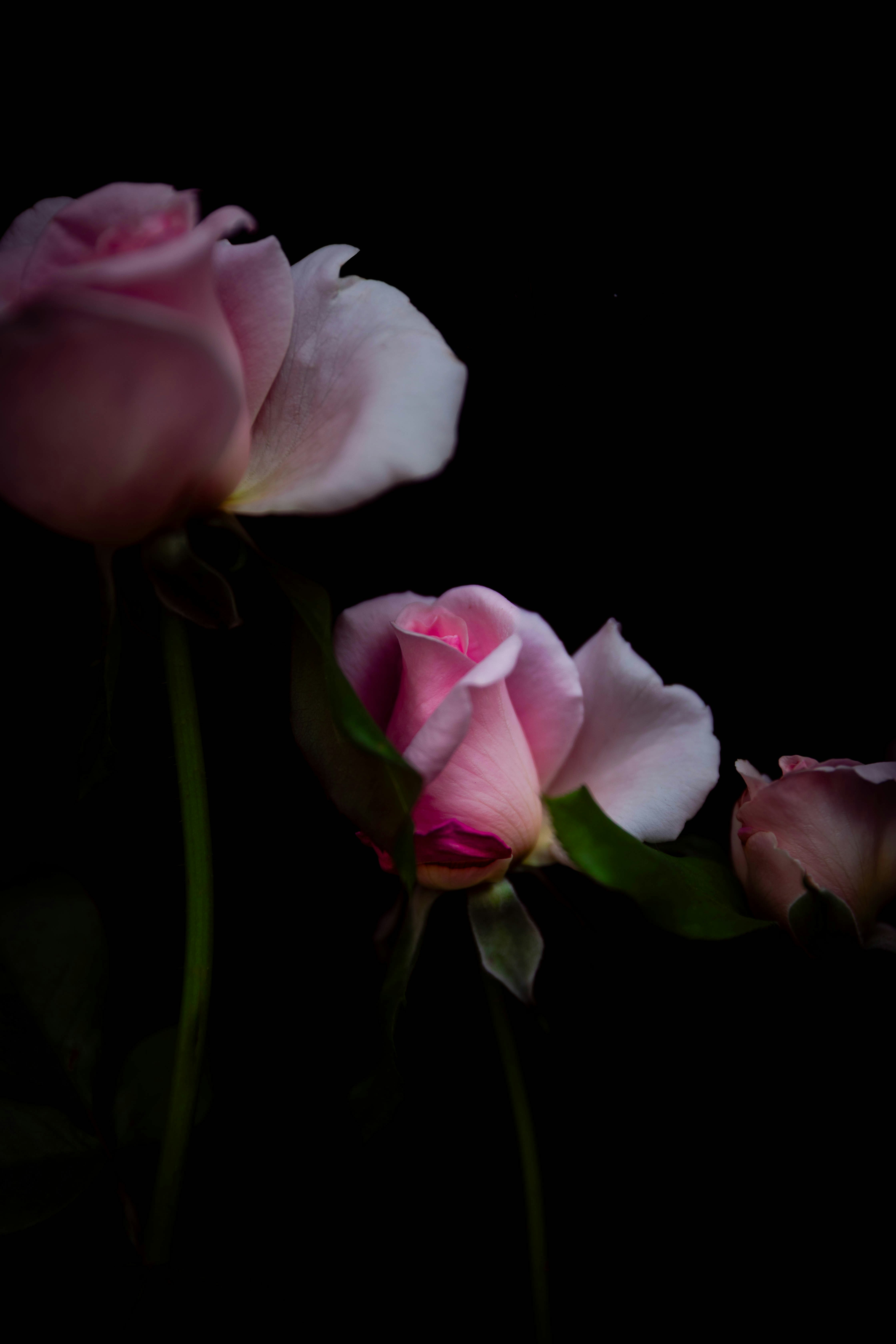 Soft Petal Cadence in Velvet Darkness