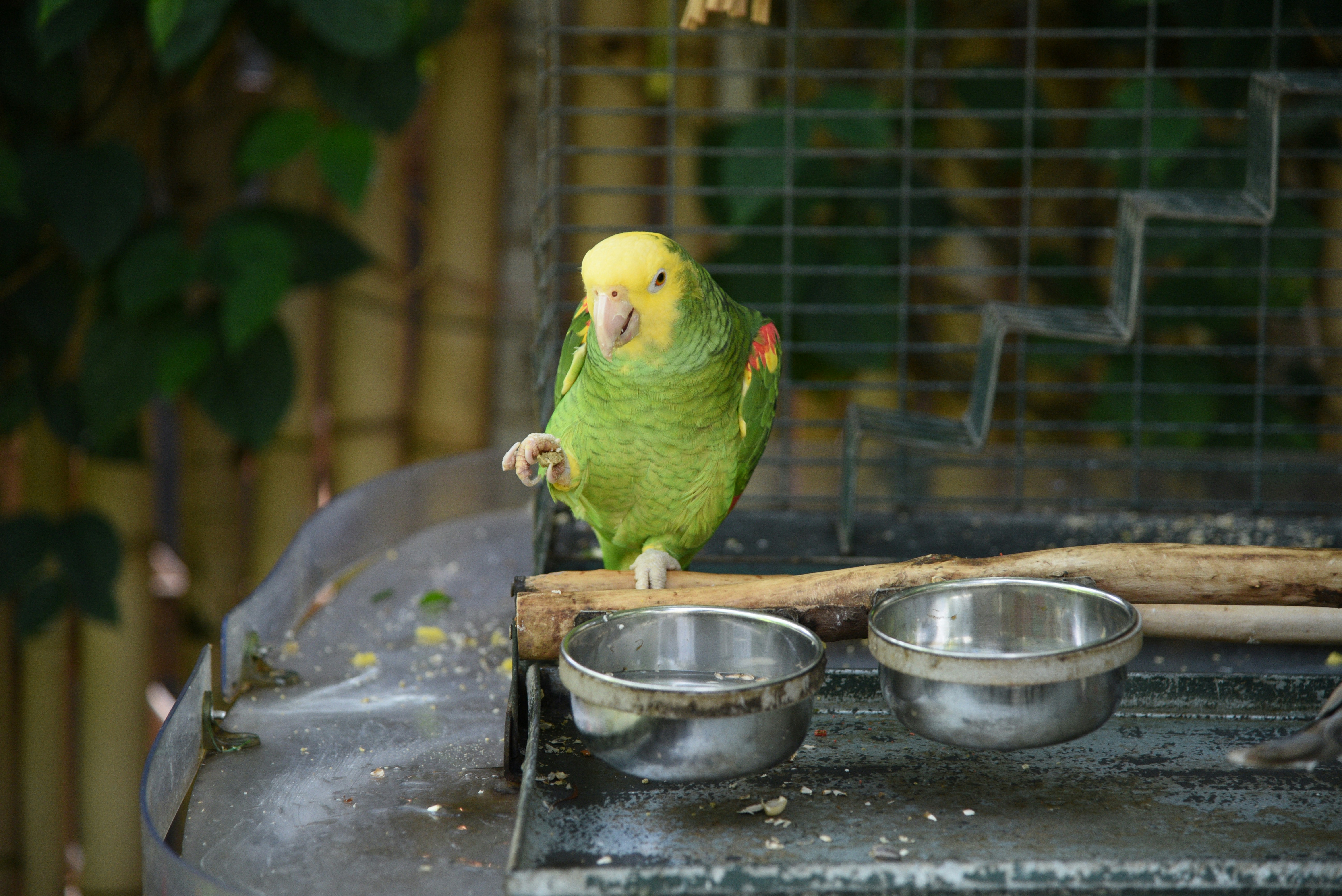 Green Parrot at the Feeding Station