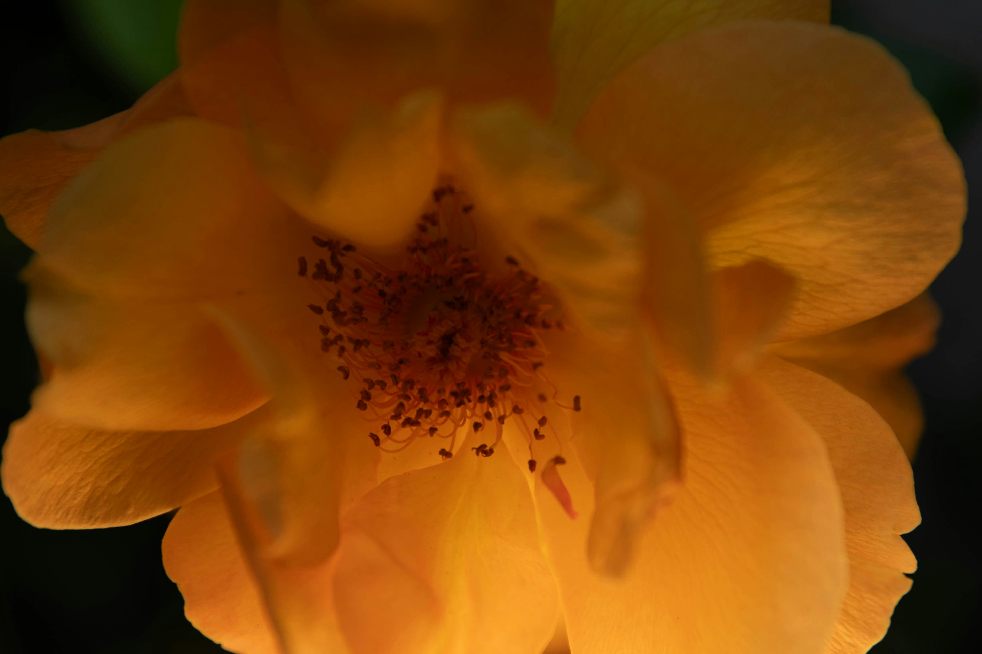 Petaled Ember: A Close-Up of Golden Bloom in Soft Backlight