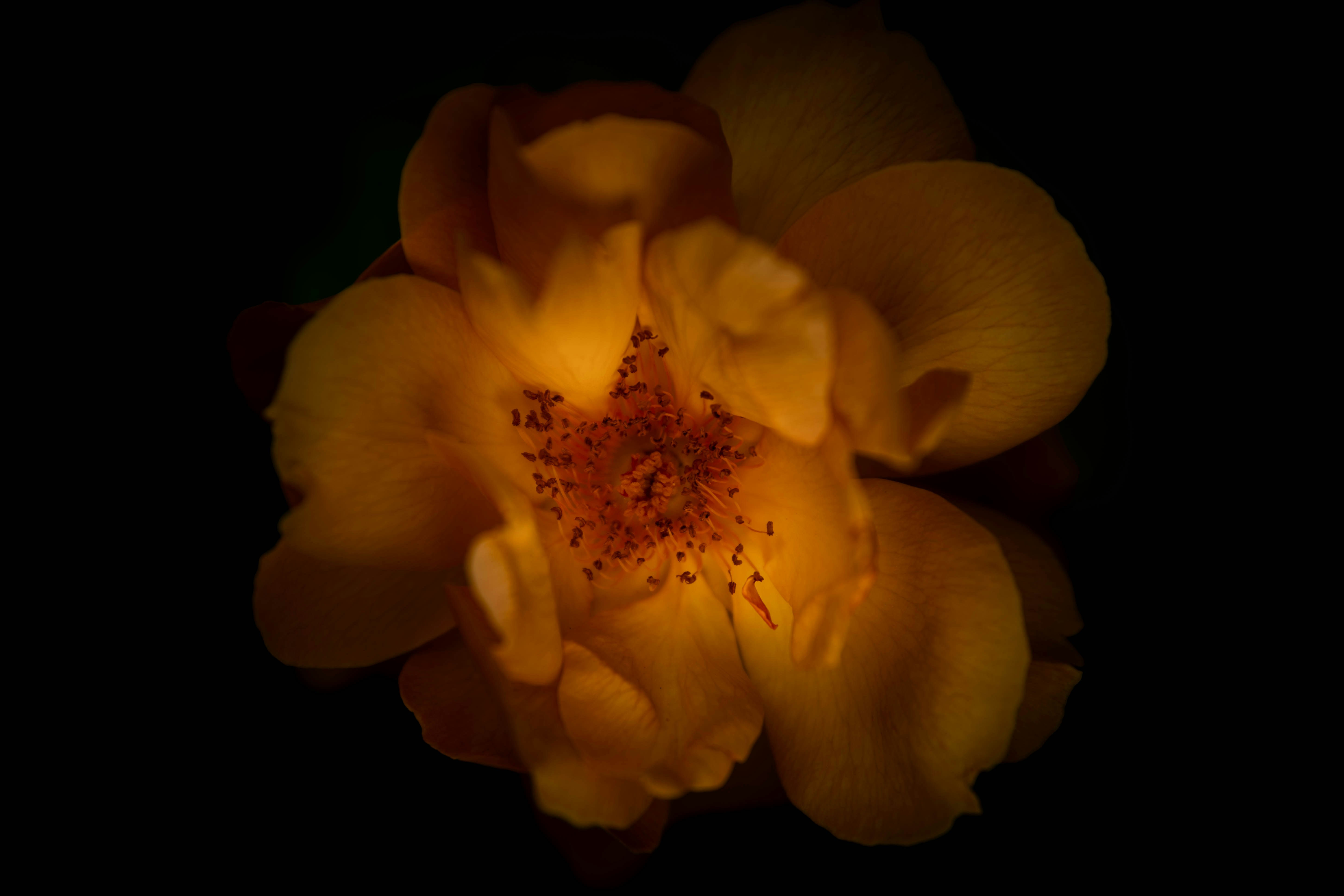Golden Petals in the Dark: A Hidden Bloom Emerges