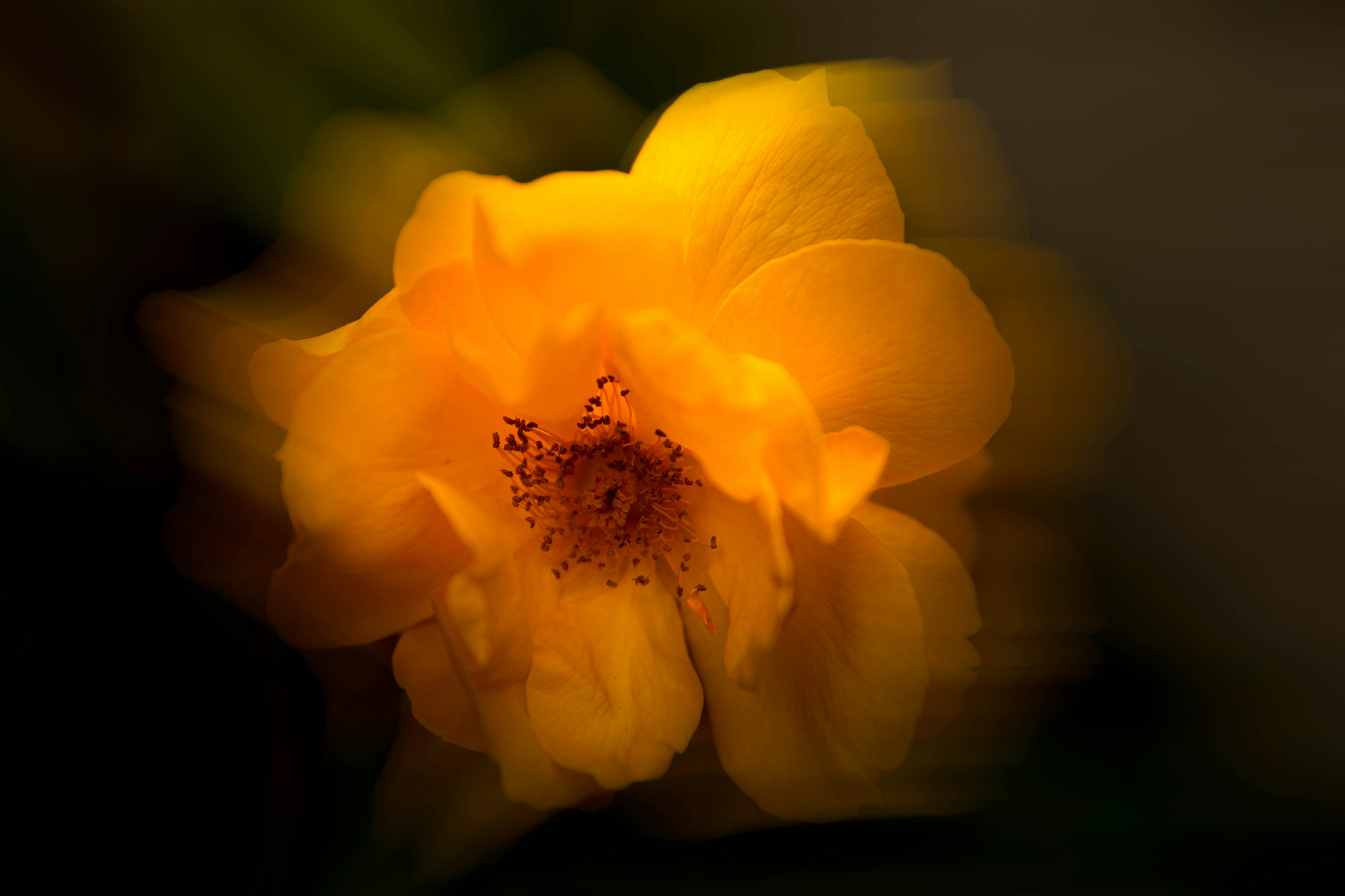 Golden Rose in Soft Focus: Centered Glow