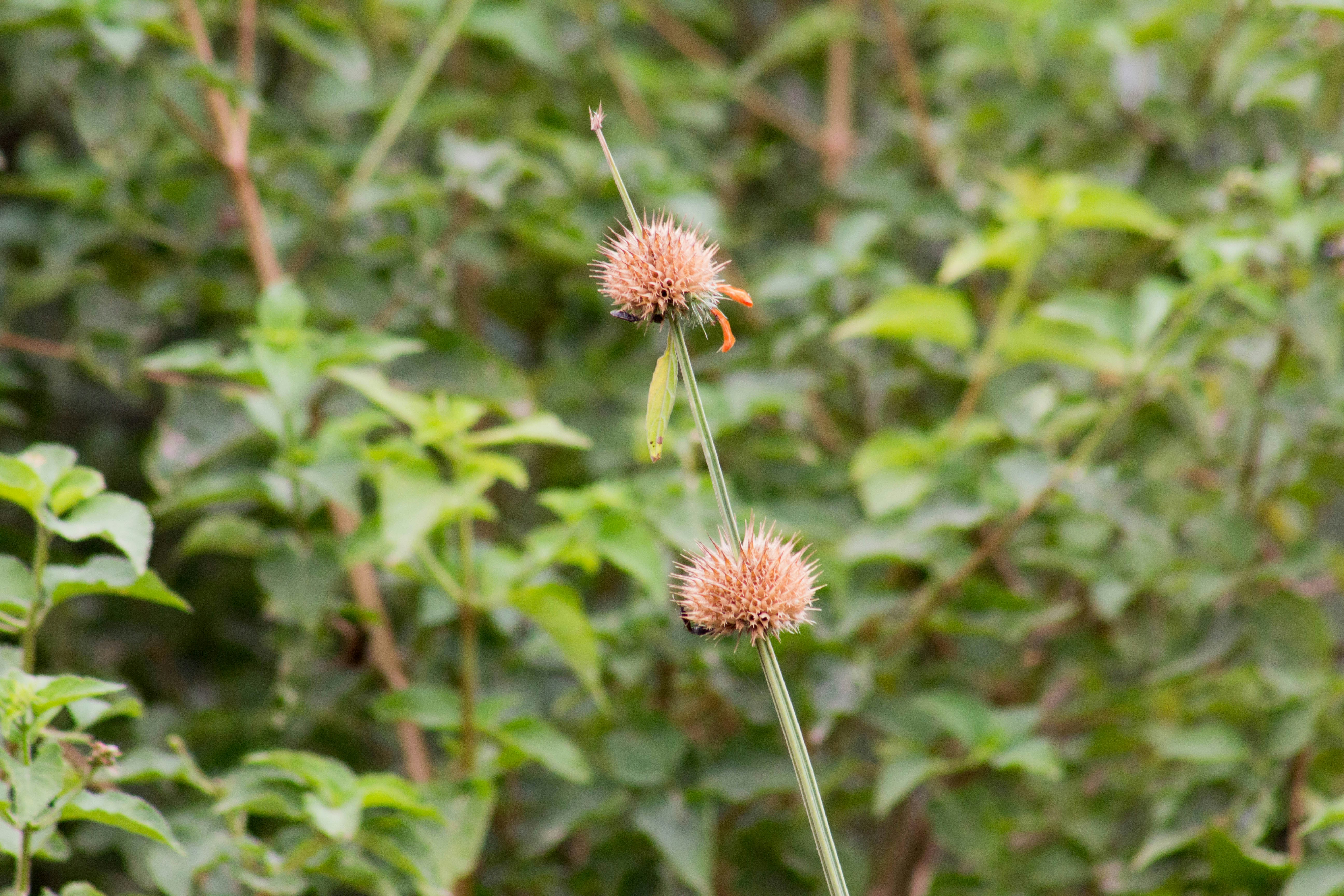 Two Delicate Seed Heads Upright in a Green Tangle
