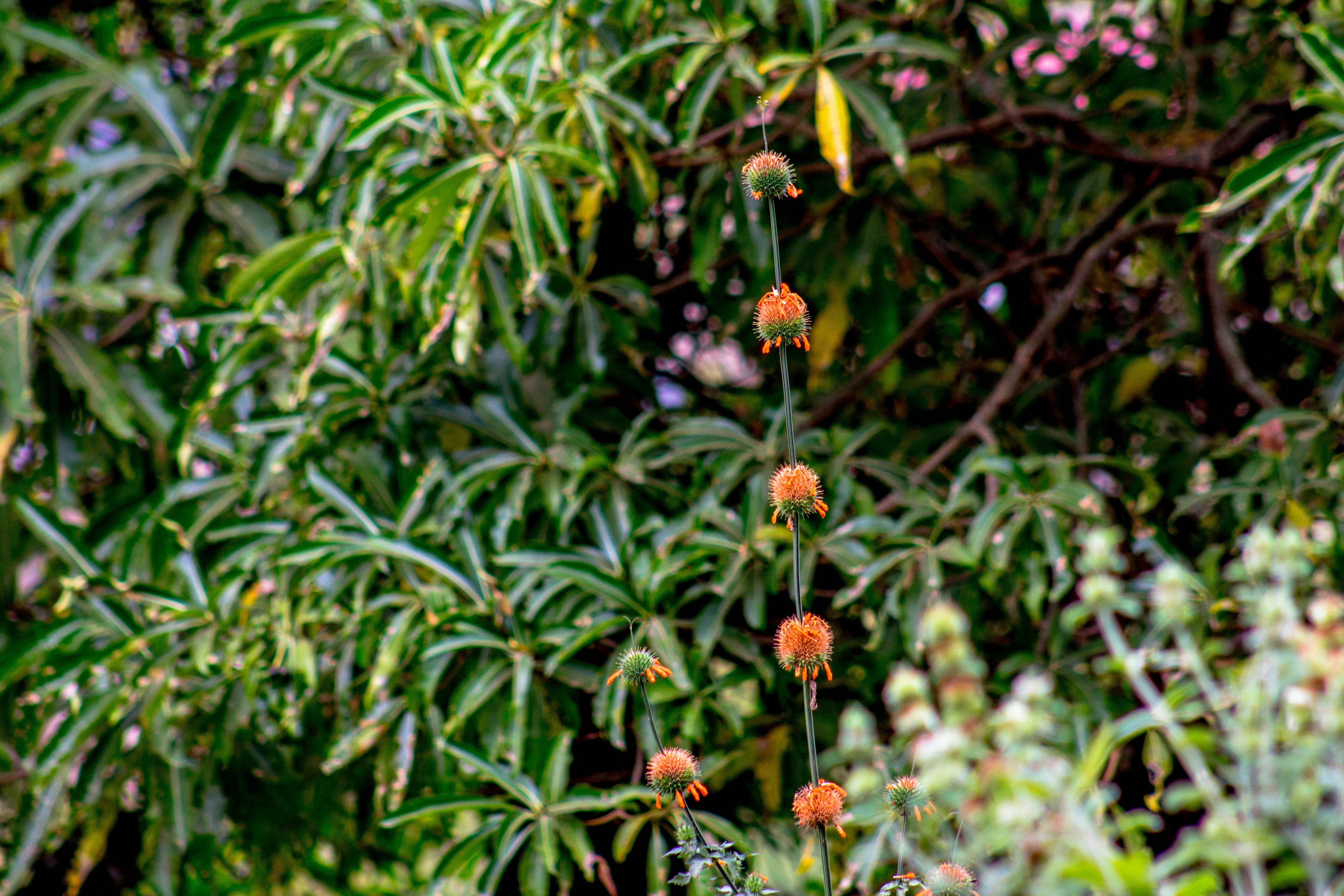 Vertical stem with orange bead-like flowers stands against dense green shrubs; the composition emphasizes the contrast and texture of the flowering spike amidst foliage.