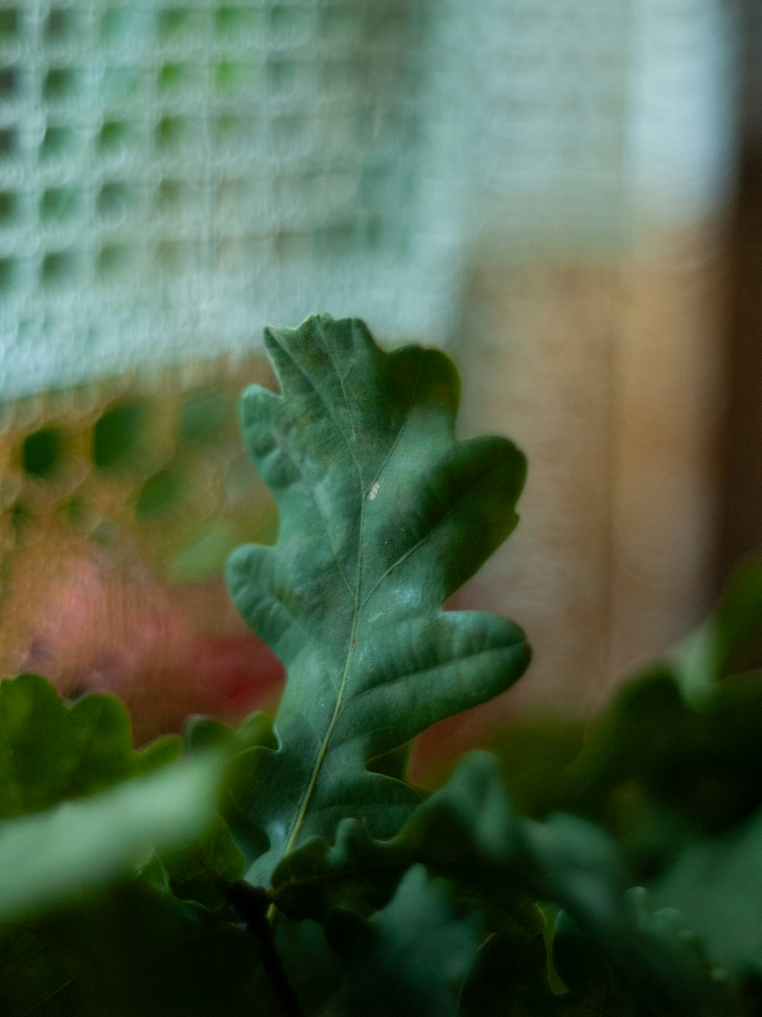 Oak Leaf Framed by a Garden Mesh