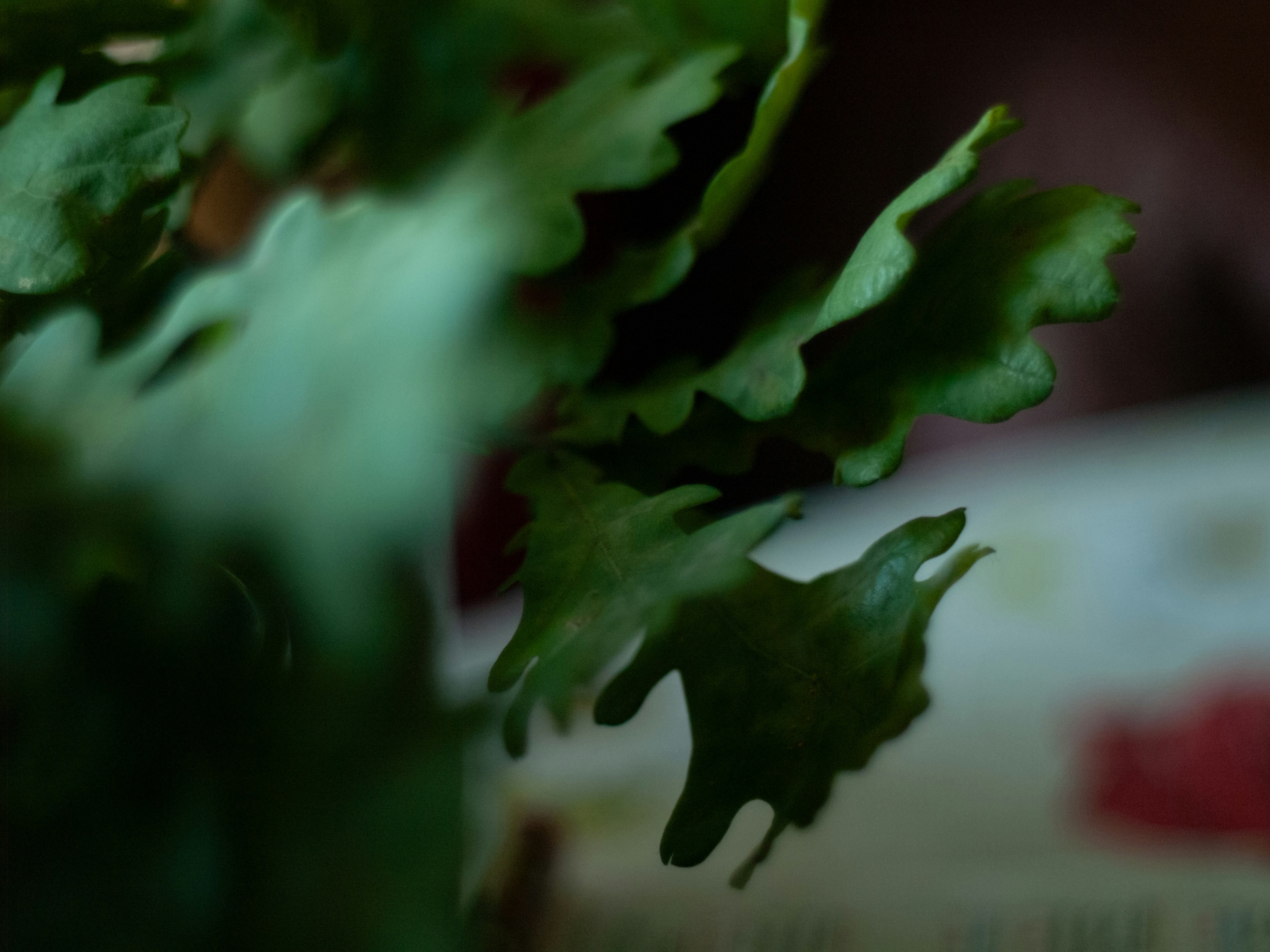 Verdant Fringe: A Close-Up of Leaf Textures and Soft Focus