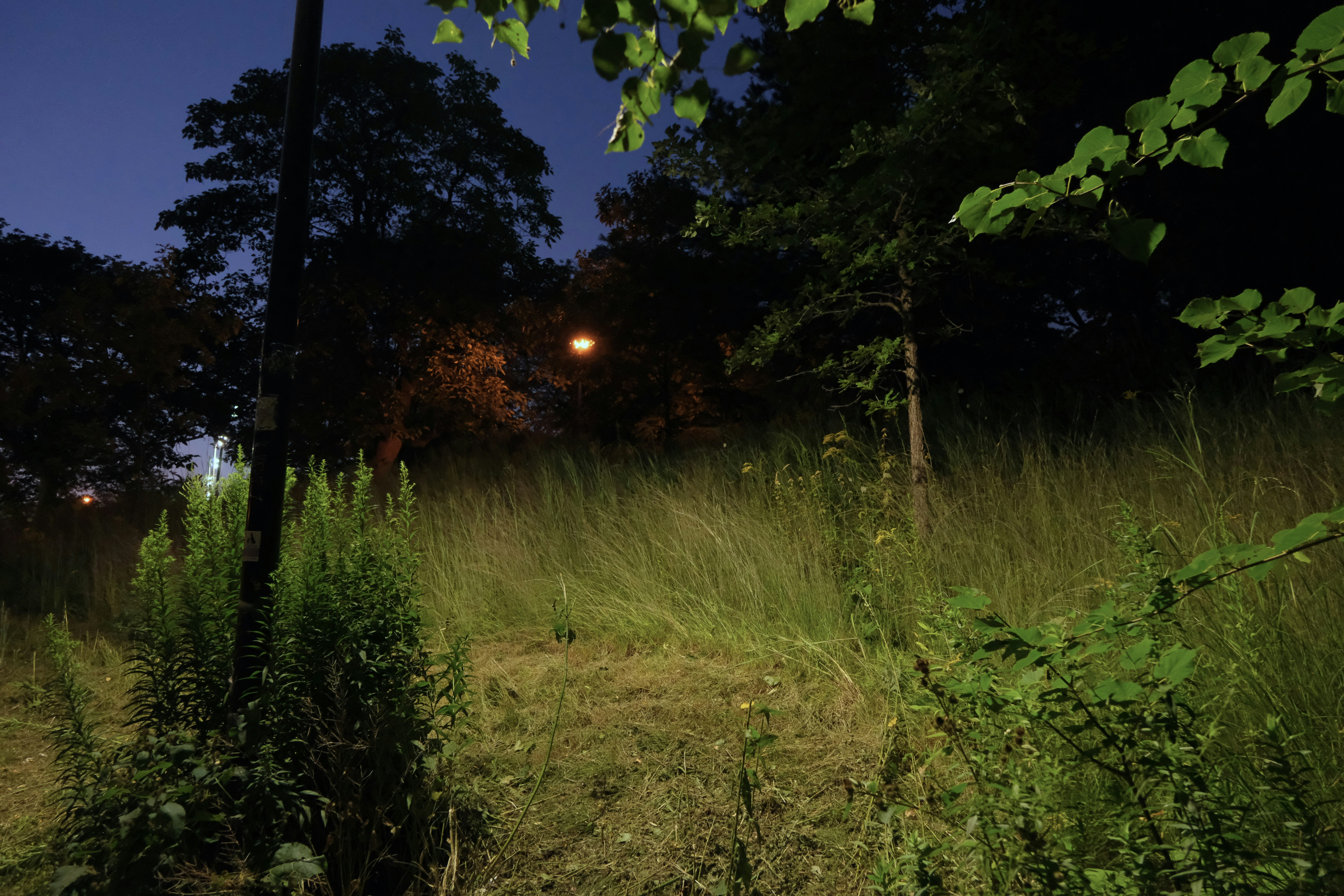 Quiet Wilds Under Streetlight Glow
