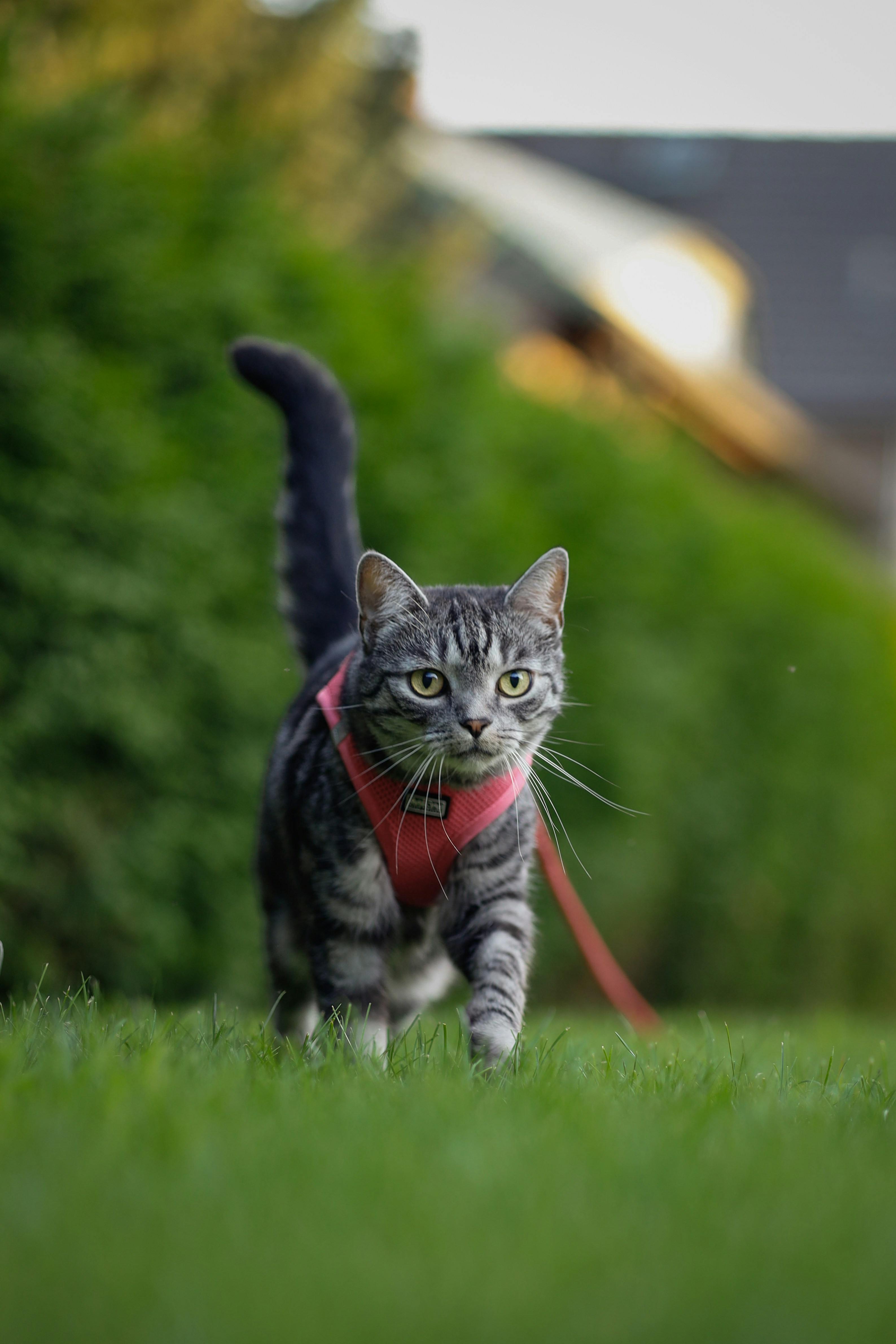 Red-Collar Scout: A Curious Cat on the Lawn