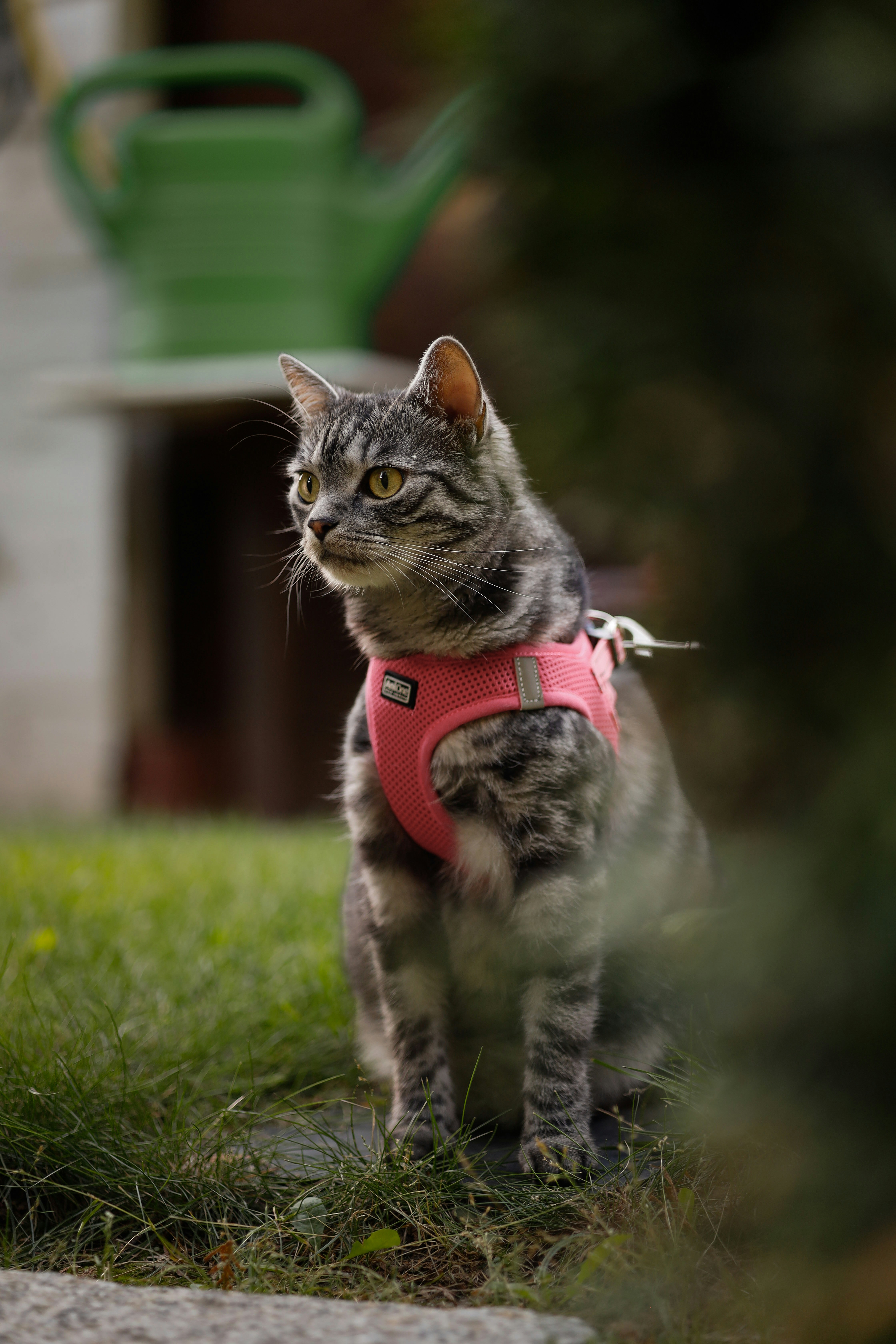 Curious Stripes in a Pink Harness
