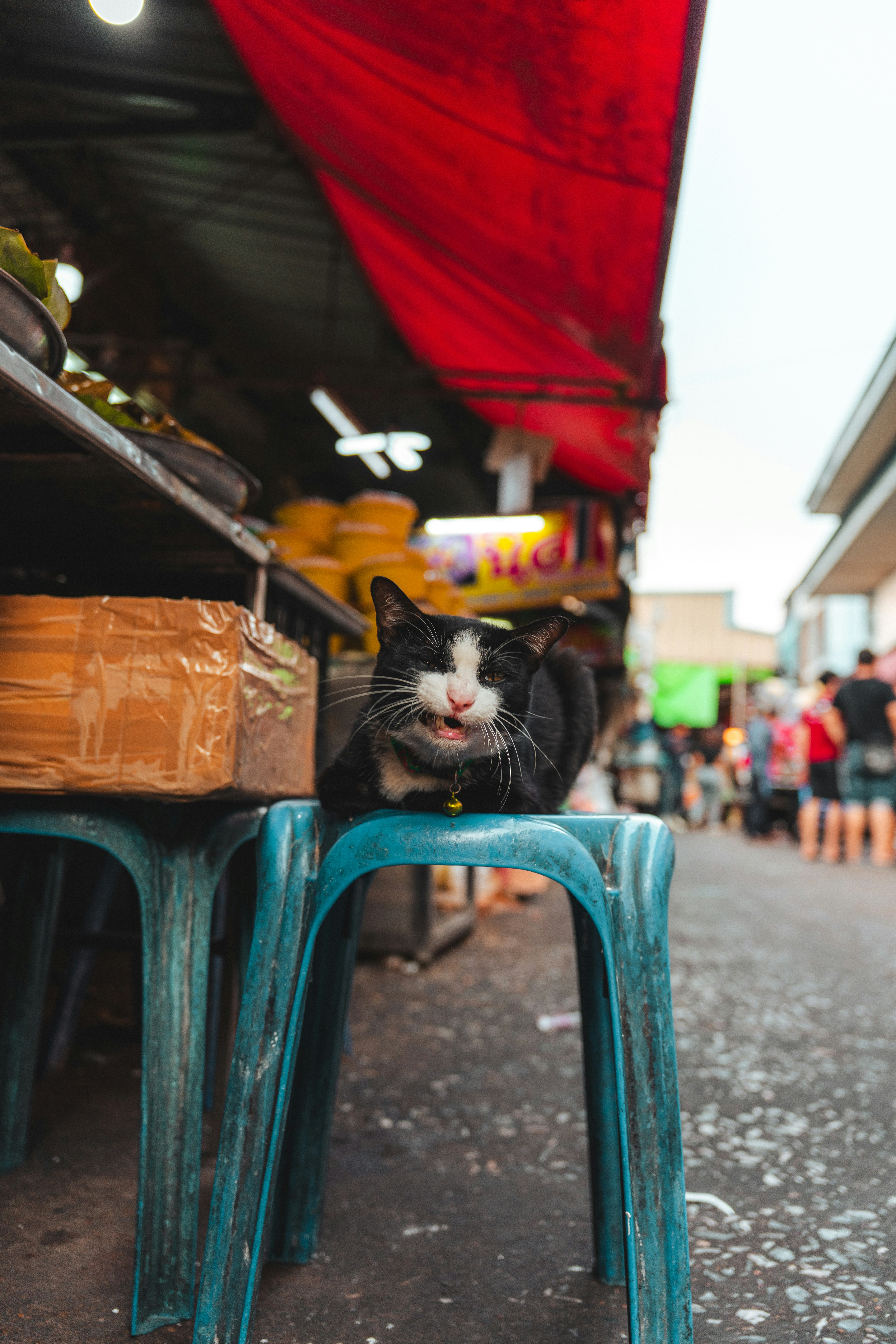 Cat at the Market: A Stray’s Morning Glow