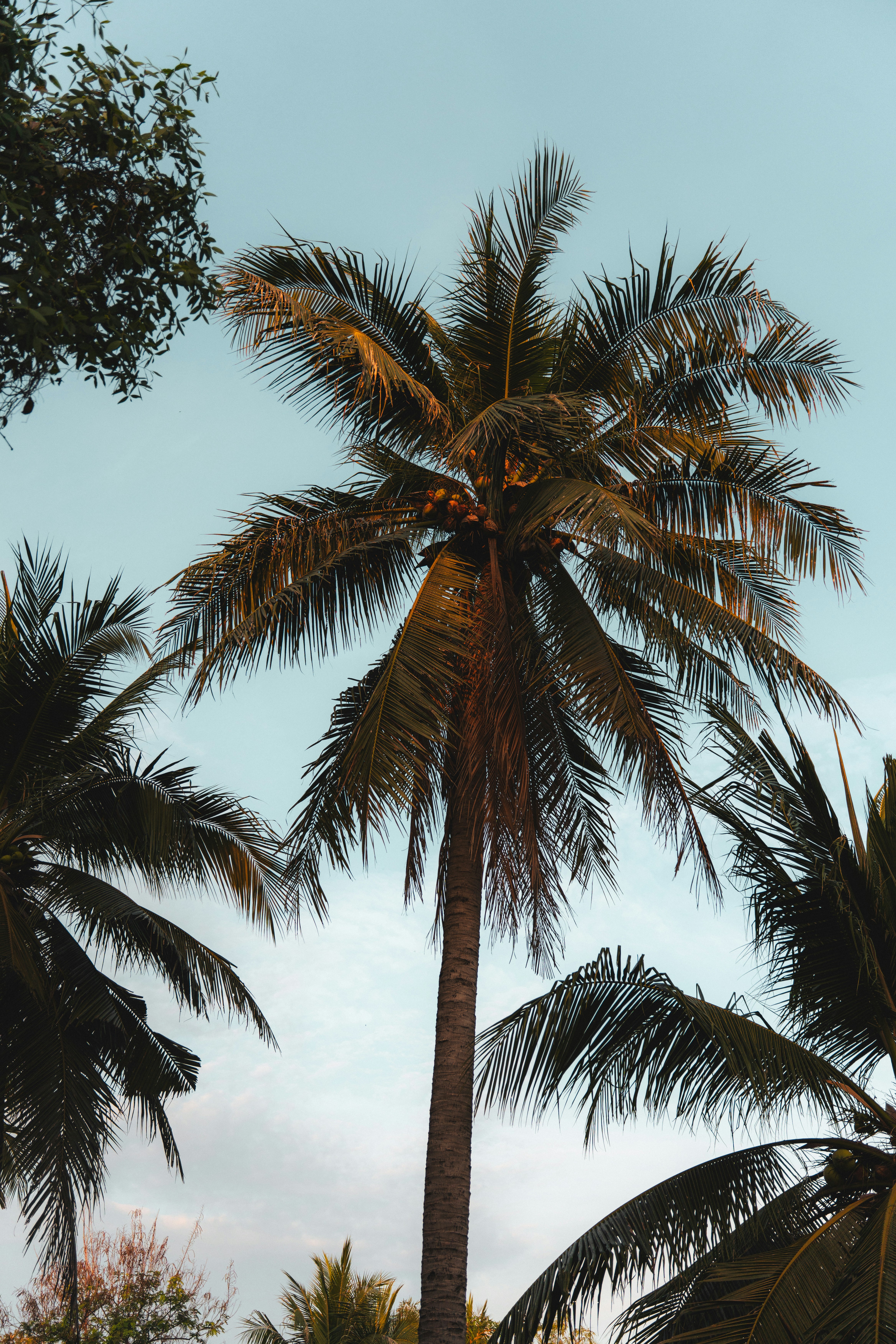 Palm Sentinel Under a Clear Sky