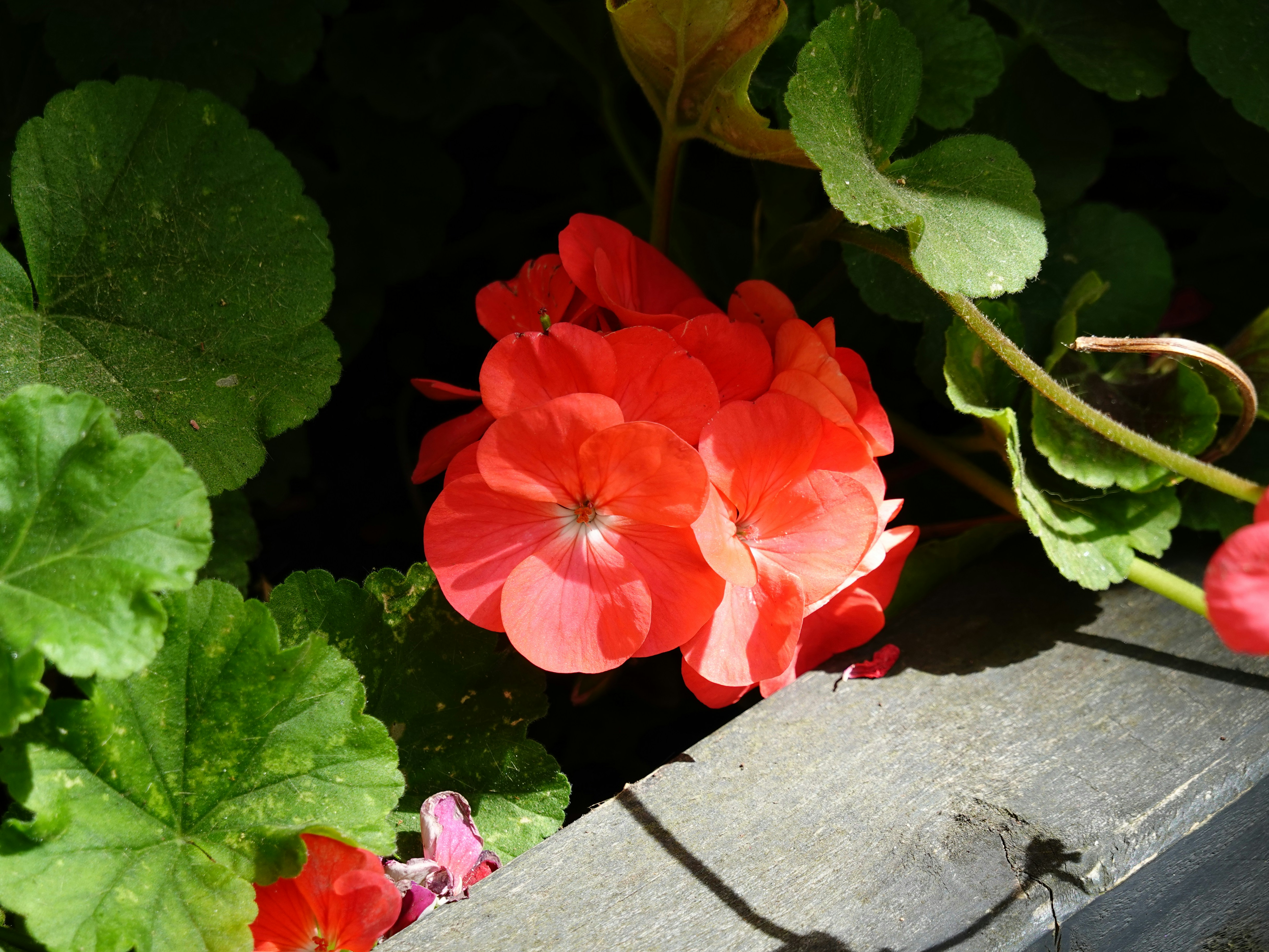 Close-up of red geranium blossoms spilling over a stone border, with lush green leaves and sunlight casting a strong shadow across the edge.