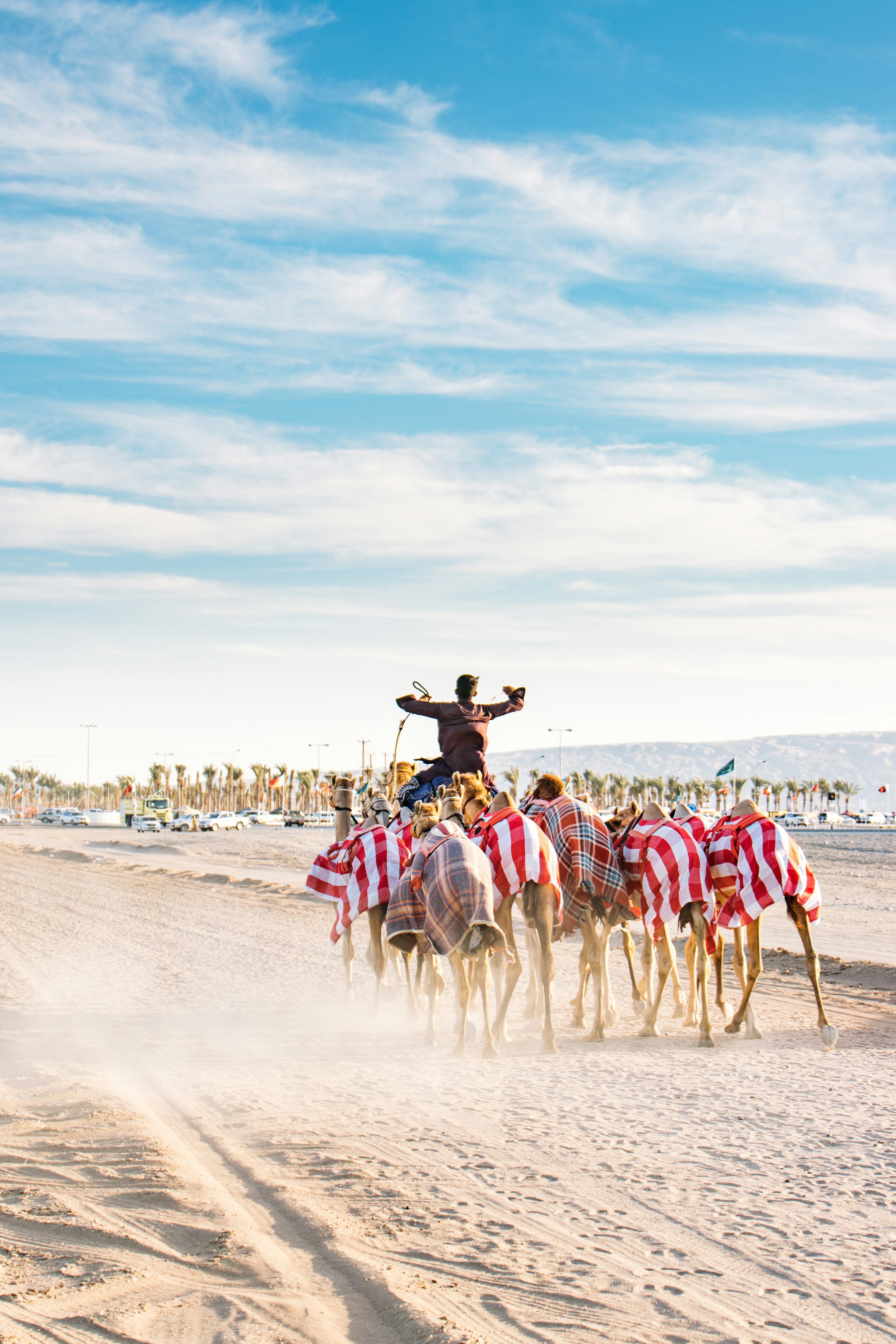 Rider Ascendant: A Camel Parade Breaks the Shoreline Silence